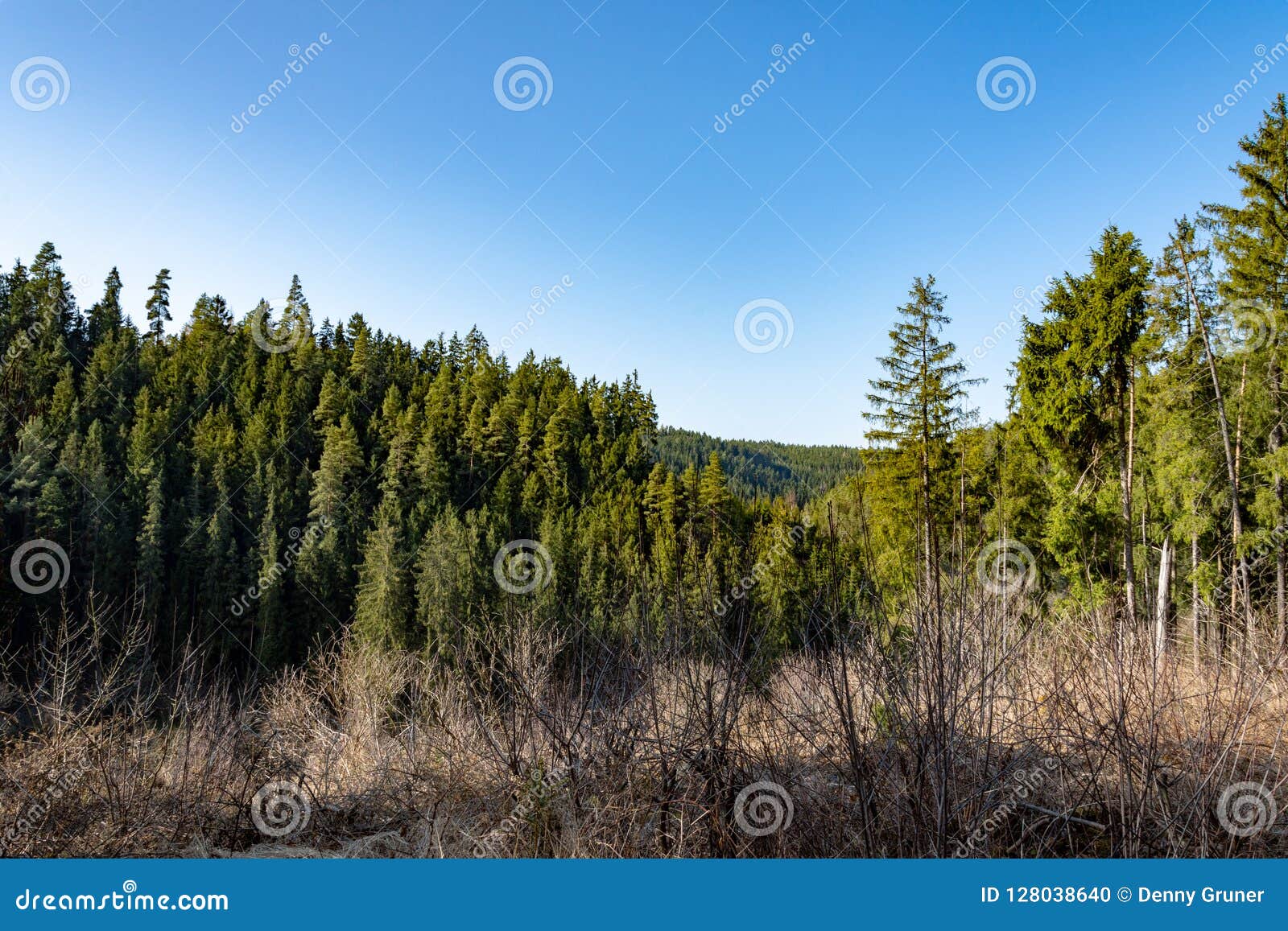 Coniferous Forest in Spring Stock Photo - Image of foliage, spring ...