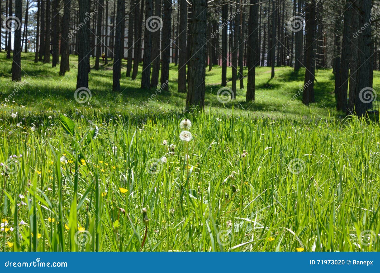 Coniferous Forest in Spring Stock Photo - Image of scenery, landscape ...