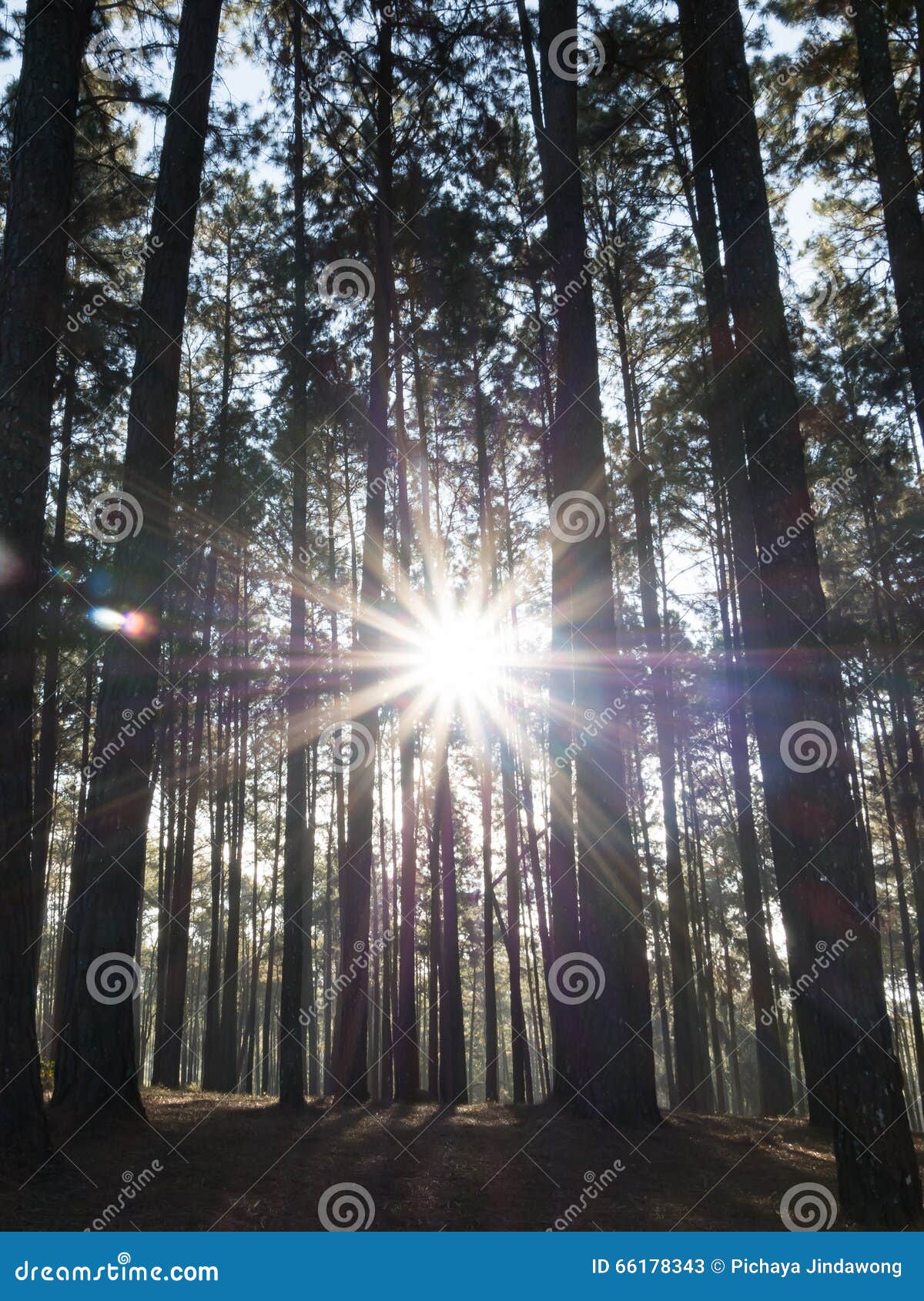 Coniferous Forest with the Sun Shining through the Trees. (Pine Forest ...