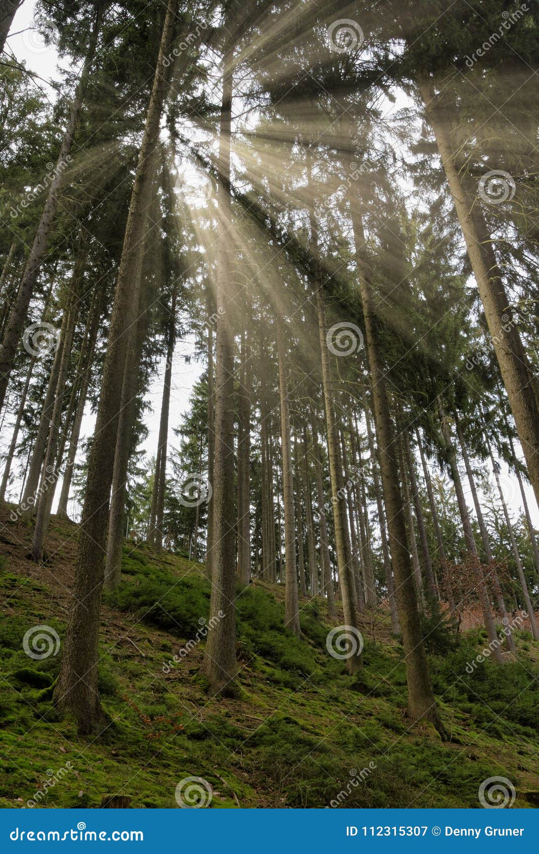 A Coniferous Forest in the Sunlight Stock Image - Image of coniferous ...