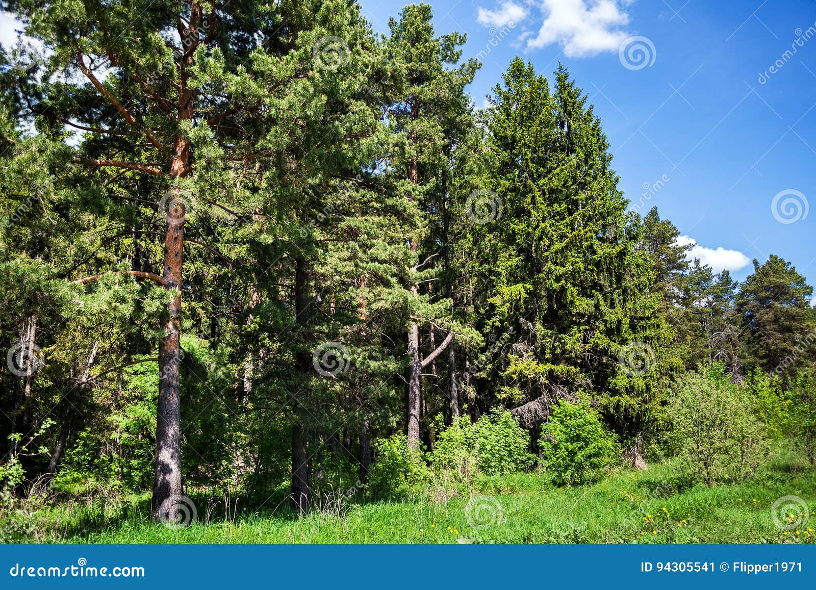 Coniferous Forest in Temperate Climate Stock Image - Image of pattern ...