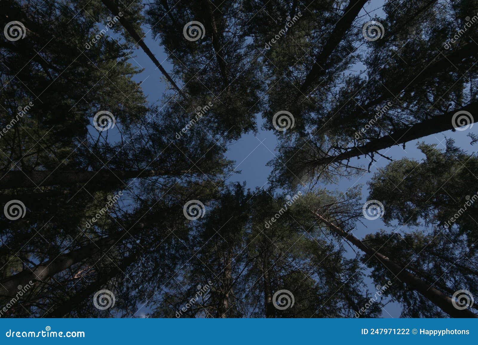 Coniferous Forest. Towering Tree Trunks Stock Photo - Image of ...