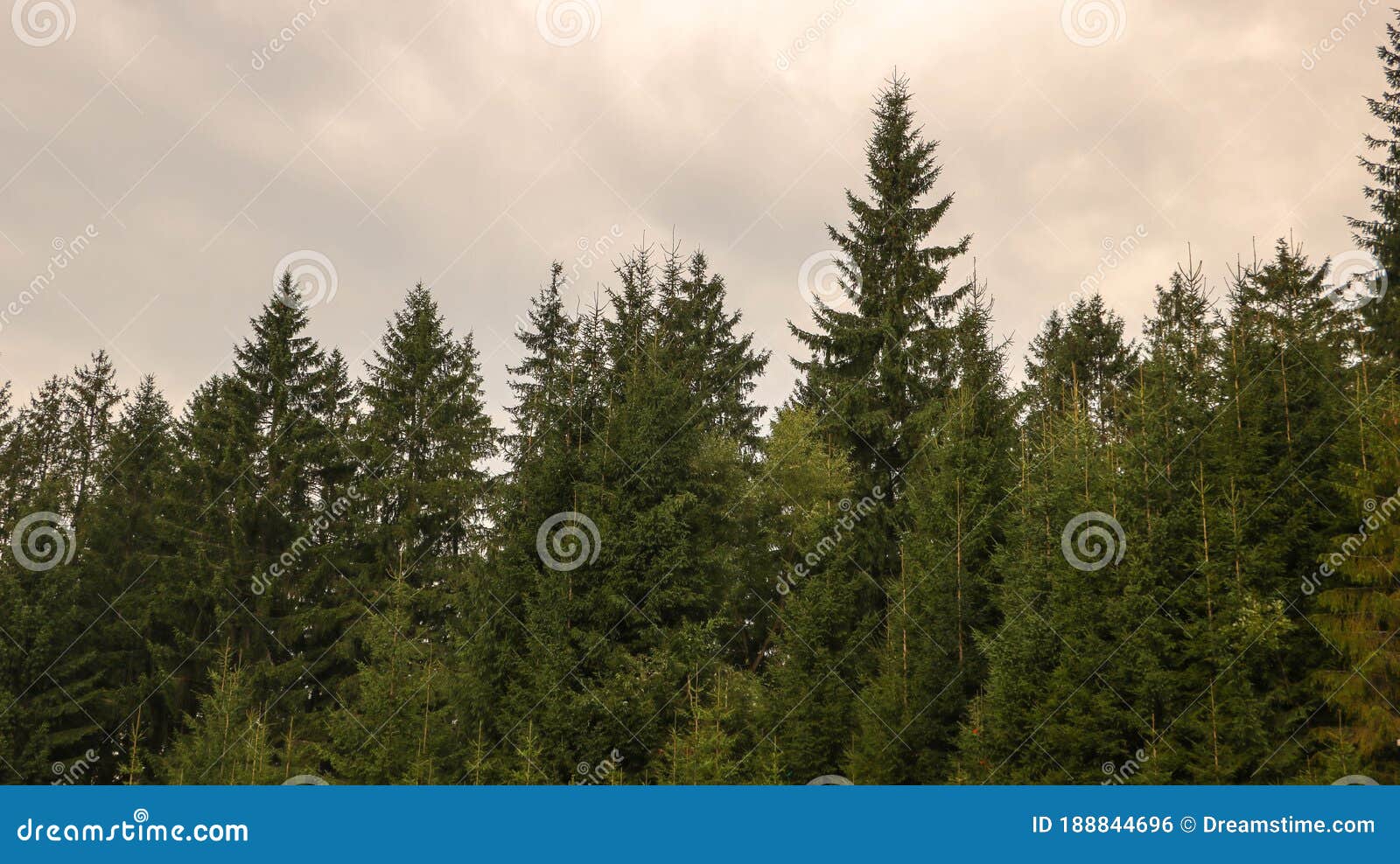 Coniferous Forest, Trees, Spring Forest Stock Photo - Image of lights ...