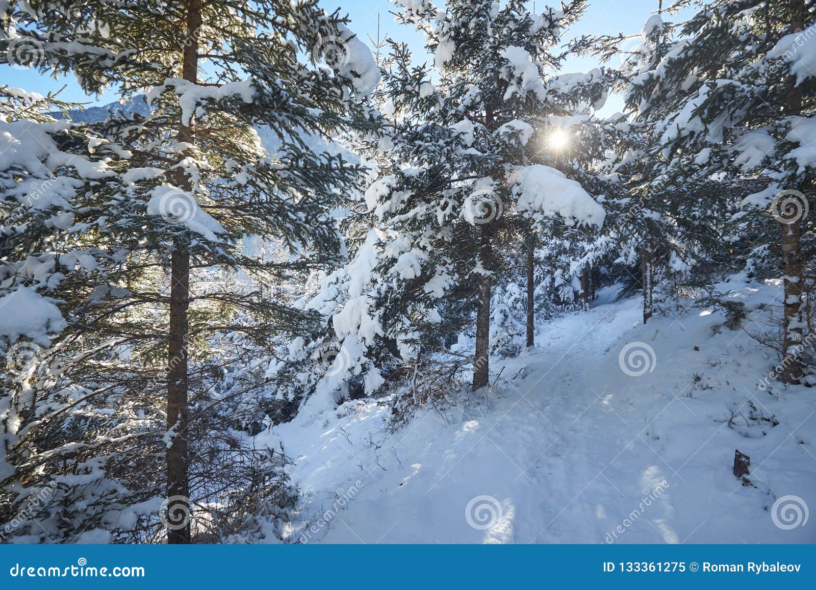 Coniferous Forest Under the Snow Stock Image - Image of frost ...