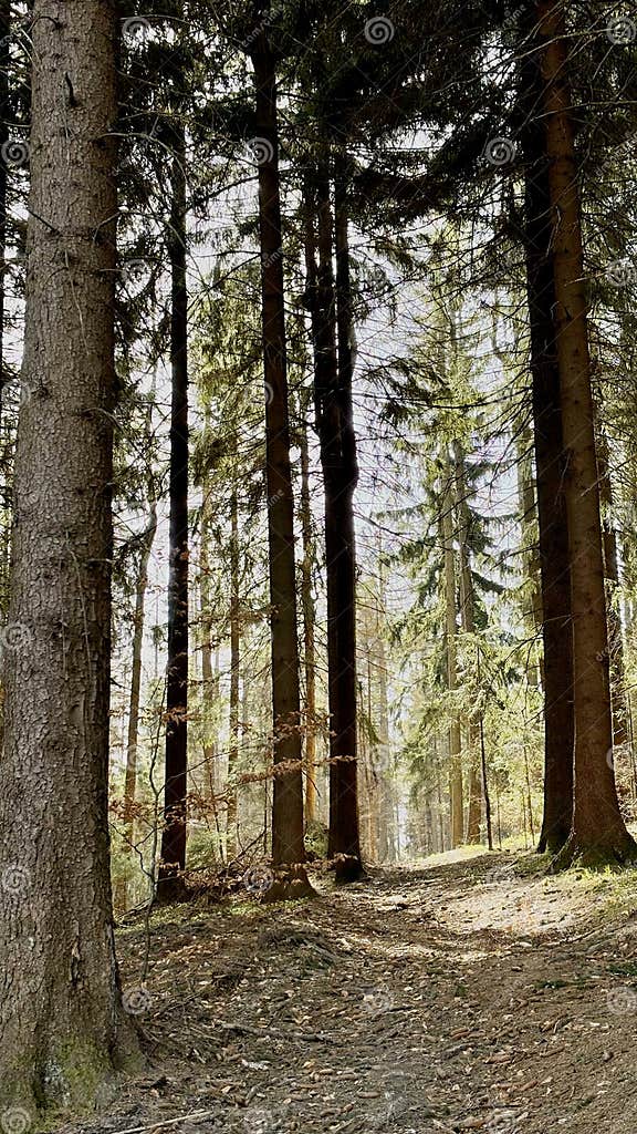 Coniferous Forest, Walking Path through a Coniferous Forest, Large Pine ...