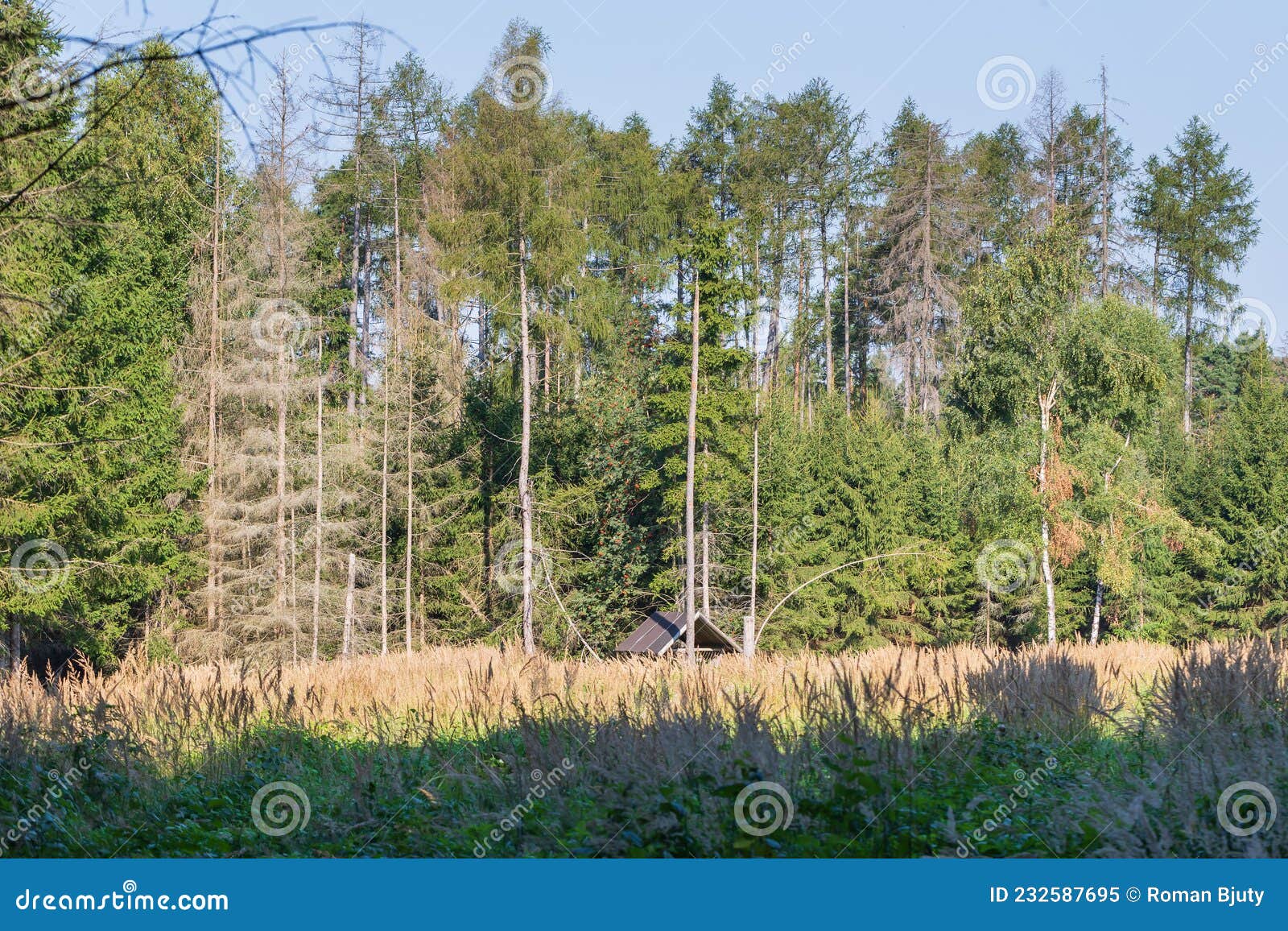Coniferous Forest in Which Dry Trees are Infested with Bark Beetles ...