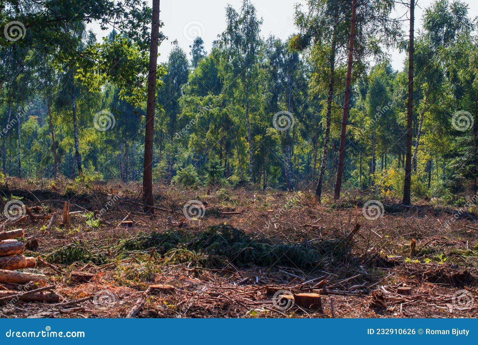Coniferous Forest in Which Dry Trees are Infested with Bark Beetles ...