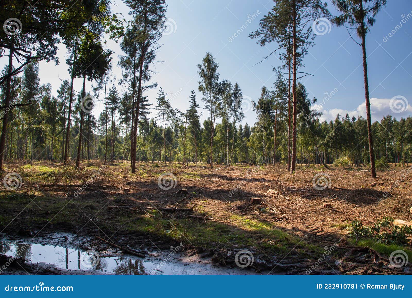 Coniferous Forest in Which Dry Trees are Infested with Bark Beetles ...
