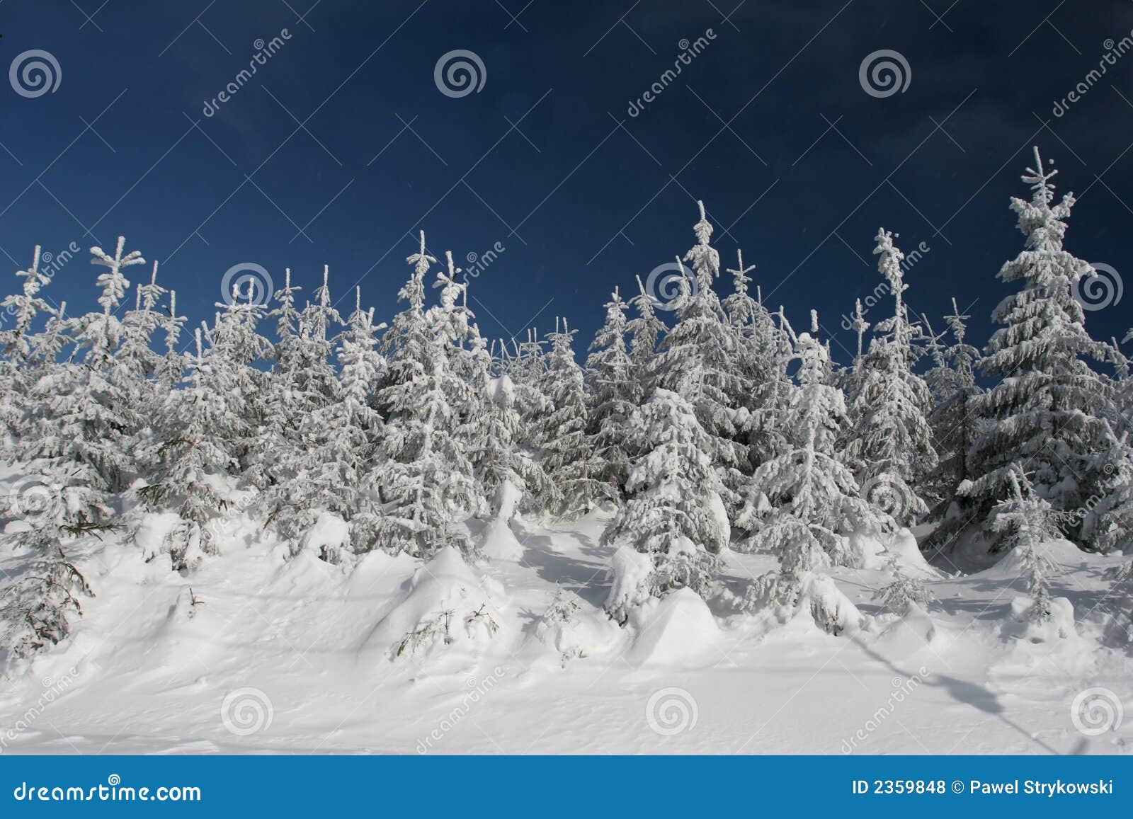 Coniferous Forest in Winter Stock Photo - Image of fresh, trees: 2359848