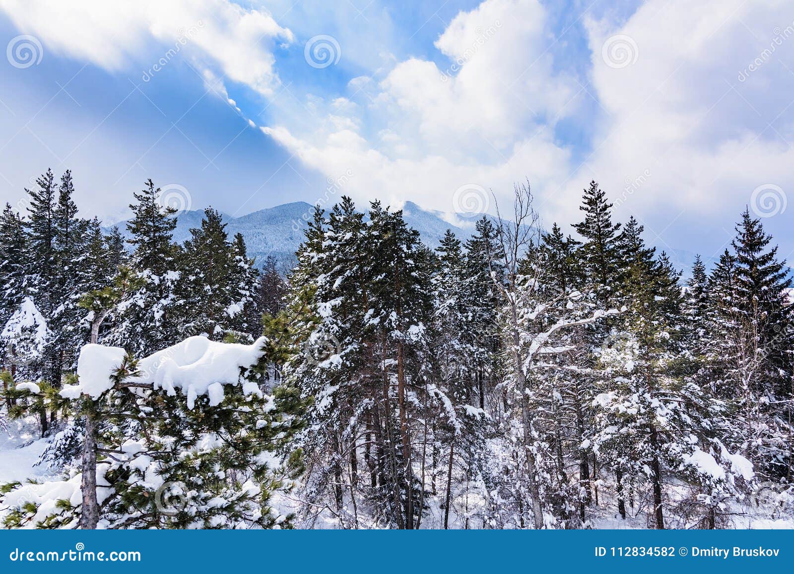 Coniferous Forest in Winter Stock Photo - Image of background, forest ...