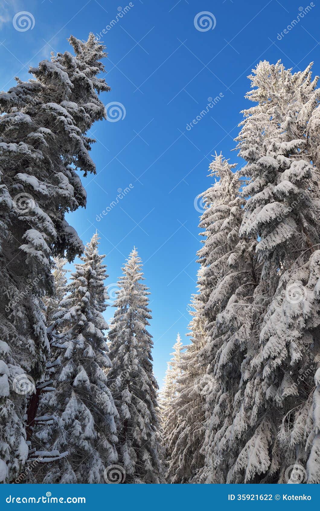 Coniferous Forest in Winter Stock Photo - Image of scenery, idyllic ...