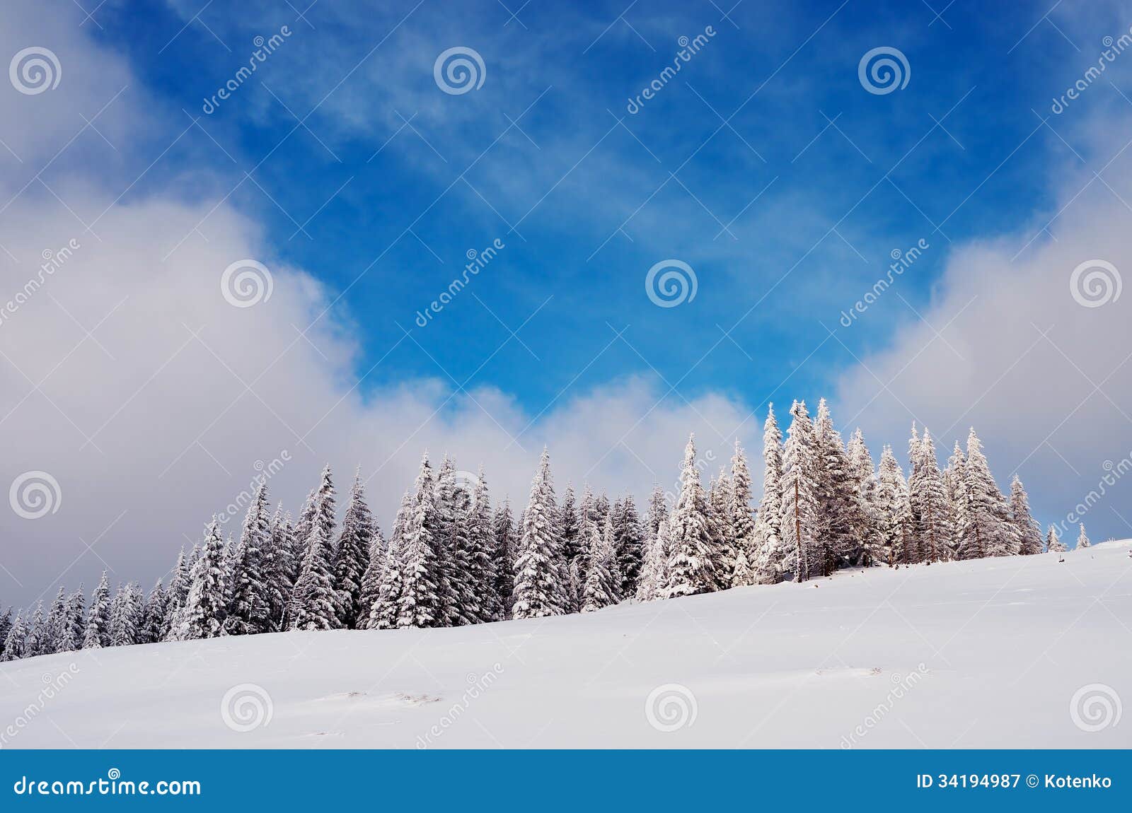 Coniferous Forest in Winter Stock Image - Image of background, hiking ...