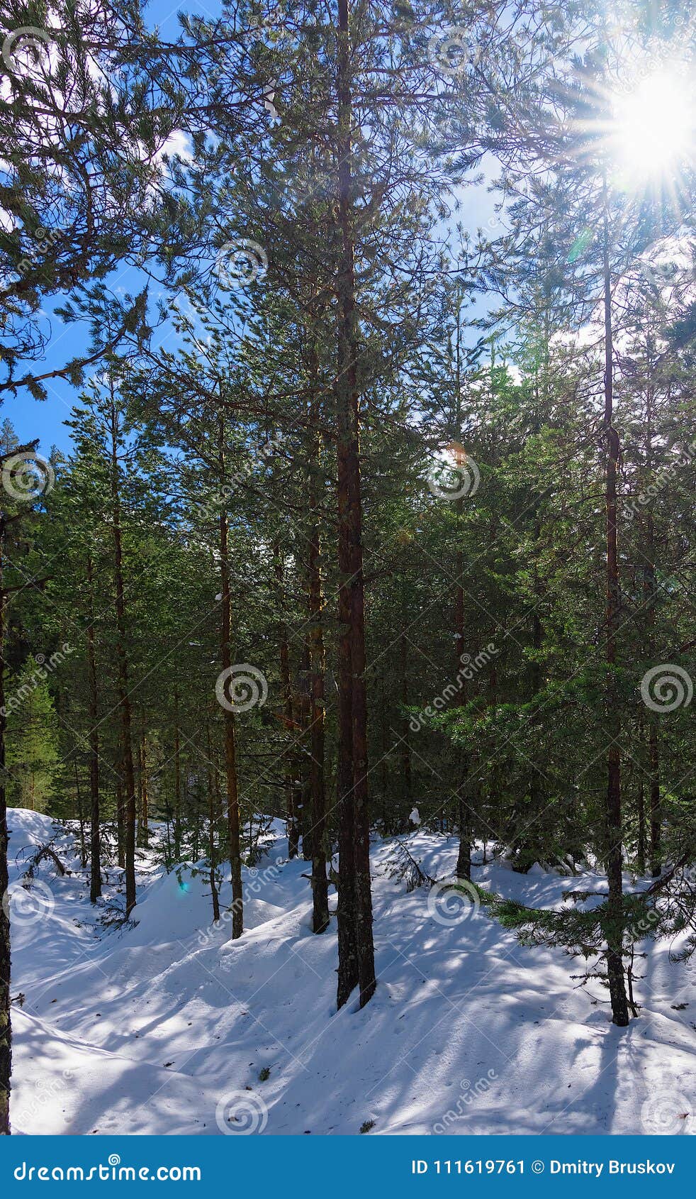 Coniferous Forest in Winter Stock Image - Image of bridge, outdoor ...