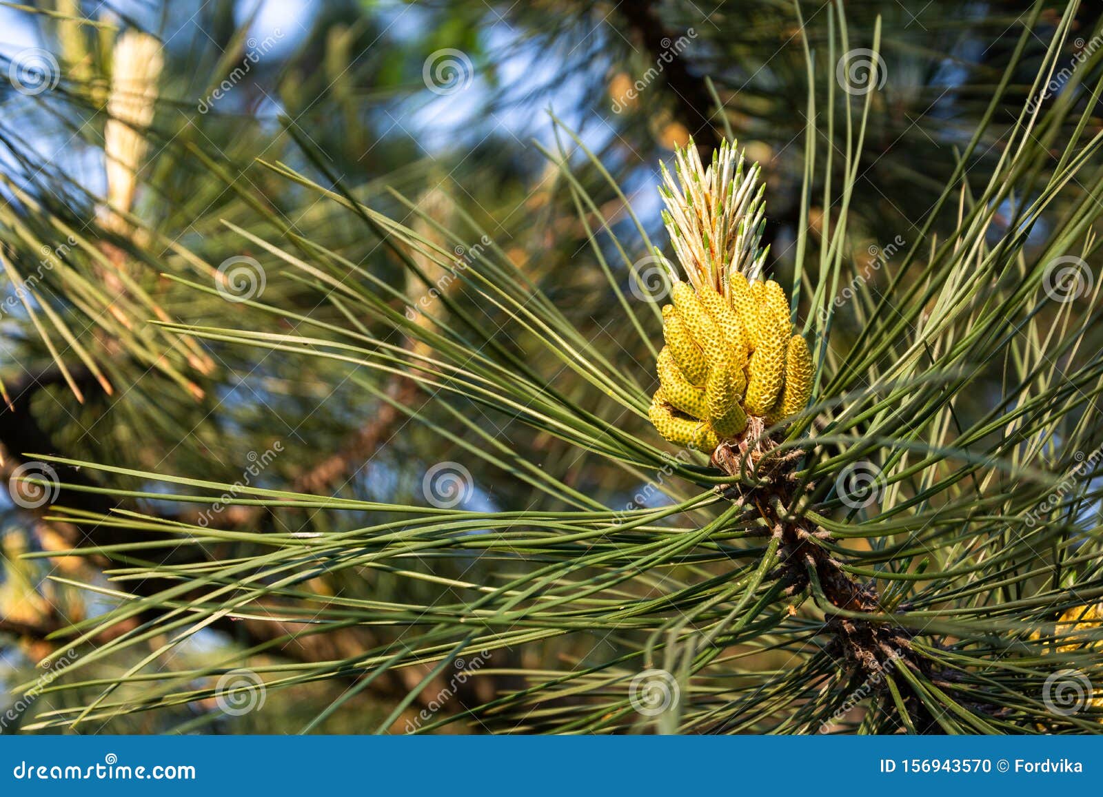 Coniferous Needles and Young Pine Cones. Stock Photo - Image of close ...