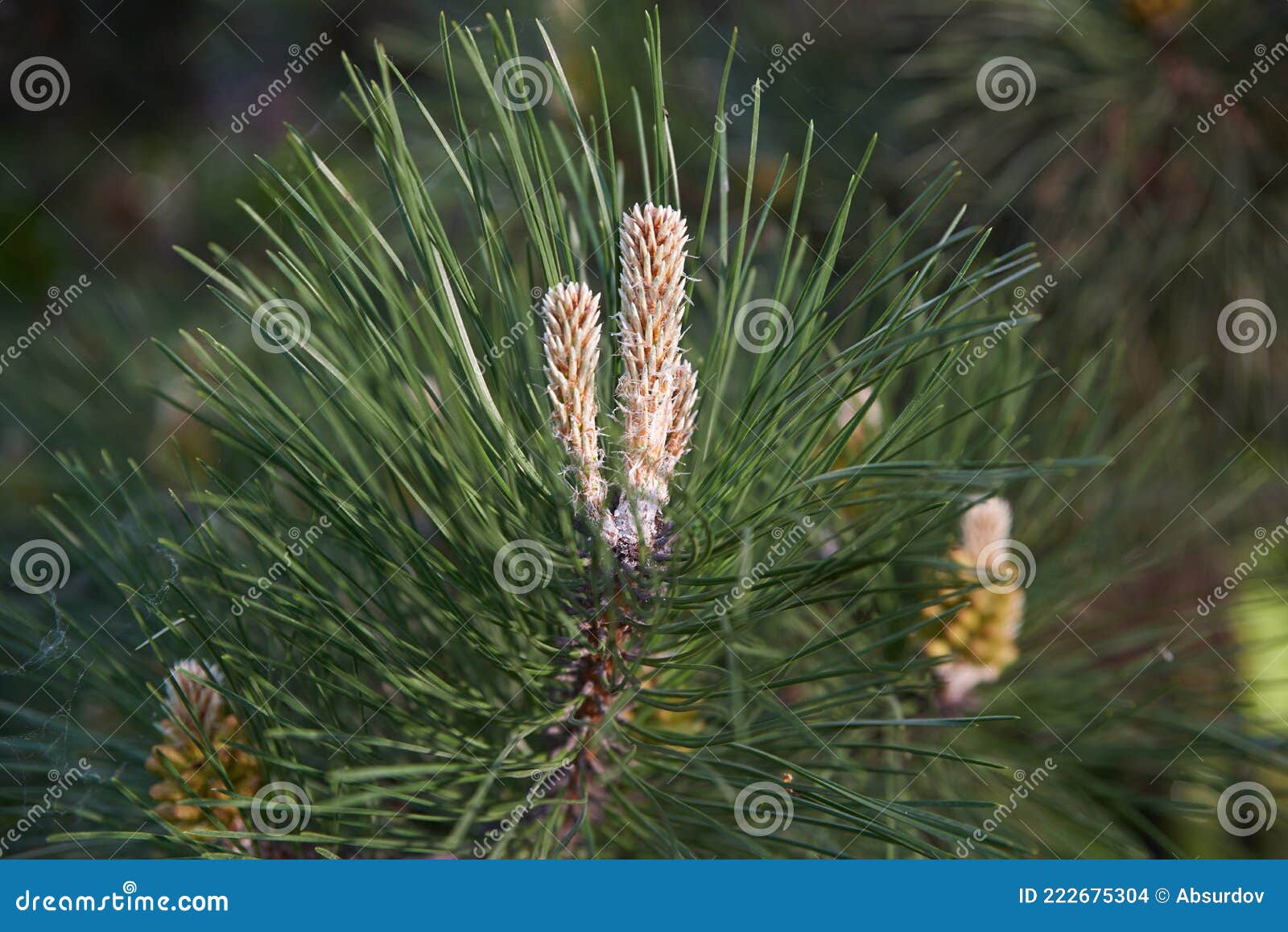 Coniferous Pine Brunki in the Forest Stock Photo - Image of conifer ...