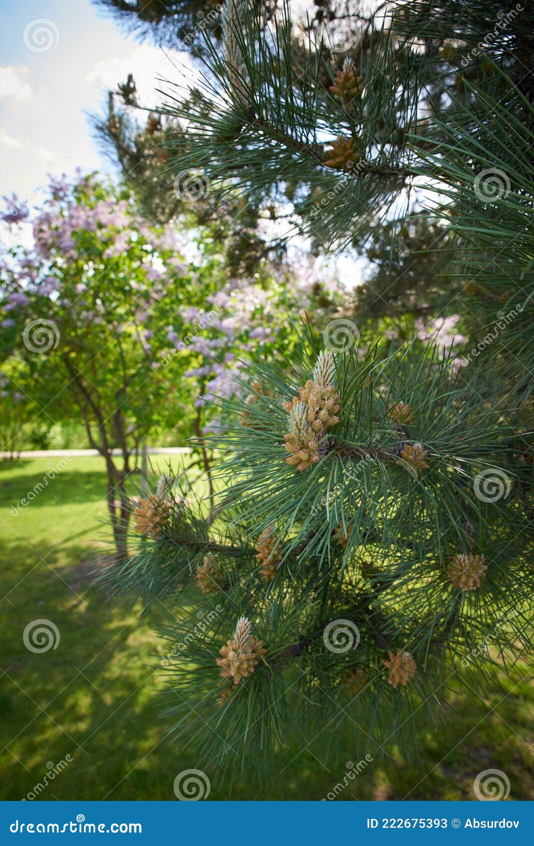 Coniferous Pine Brunki in the Forest Stock Image - Image of nature ...