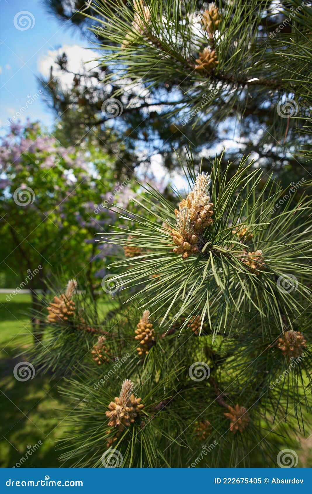 Coniferous Pine Brunki in Forest Stock Image - Image of flower, branch ...