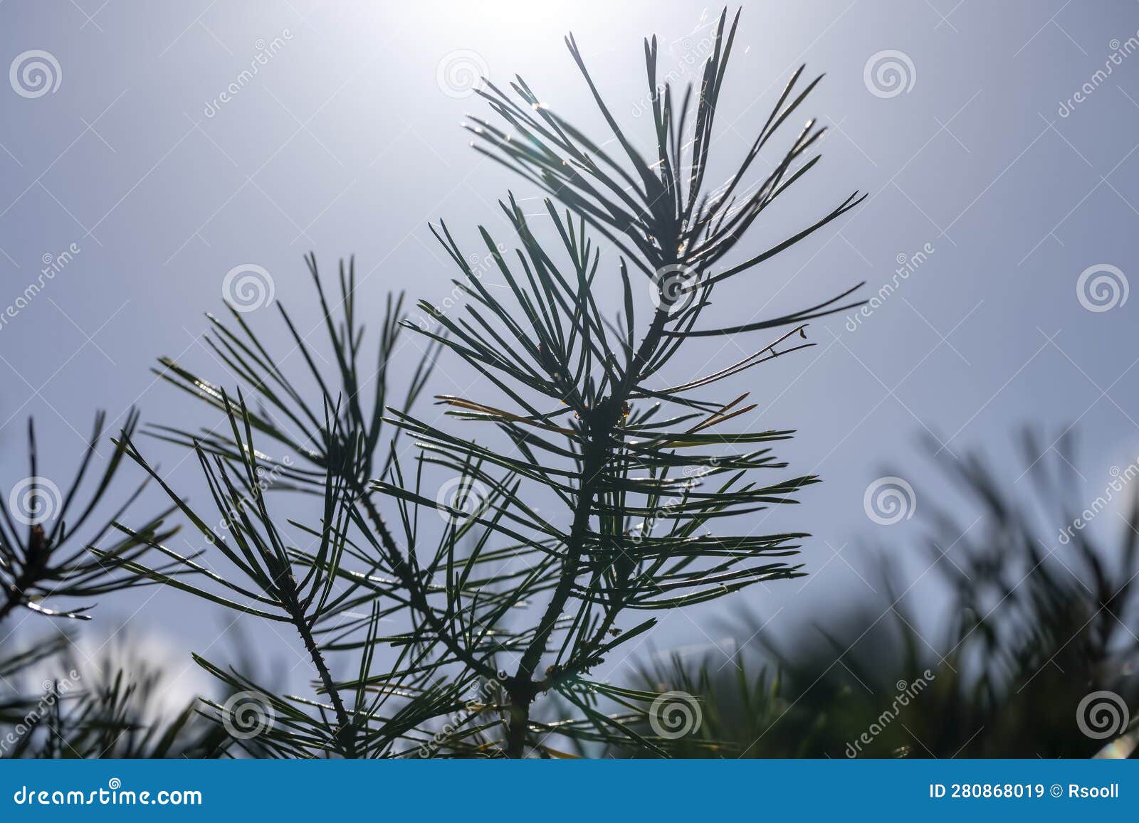 Coniferous Pine Tree with Long Needles Stock Image - Image of plant ...