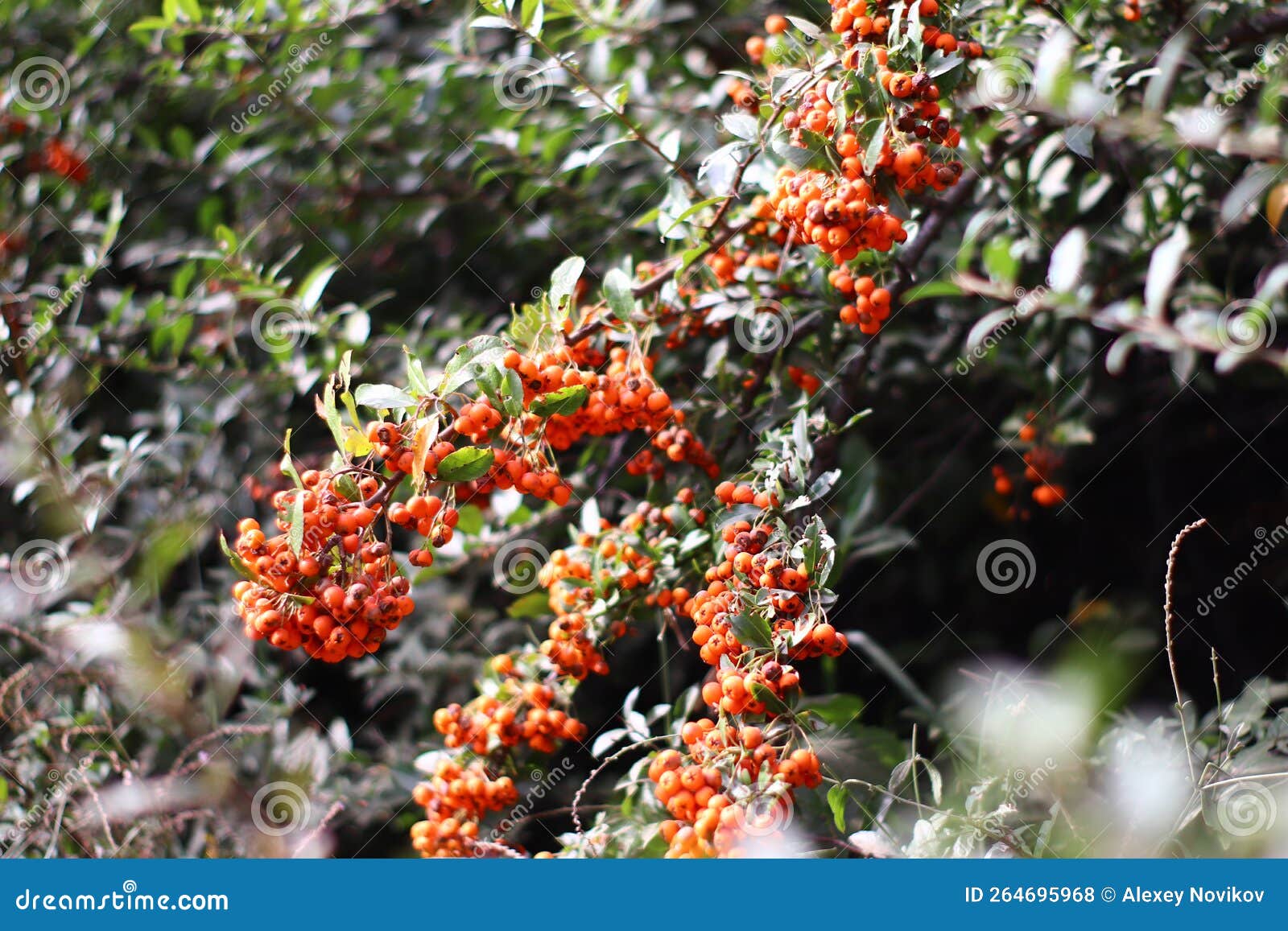 Rowan stock photo. Image of fruit, city, evergreen, herb - 264695968