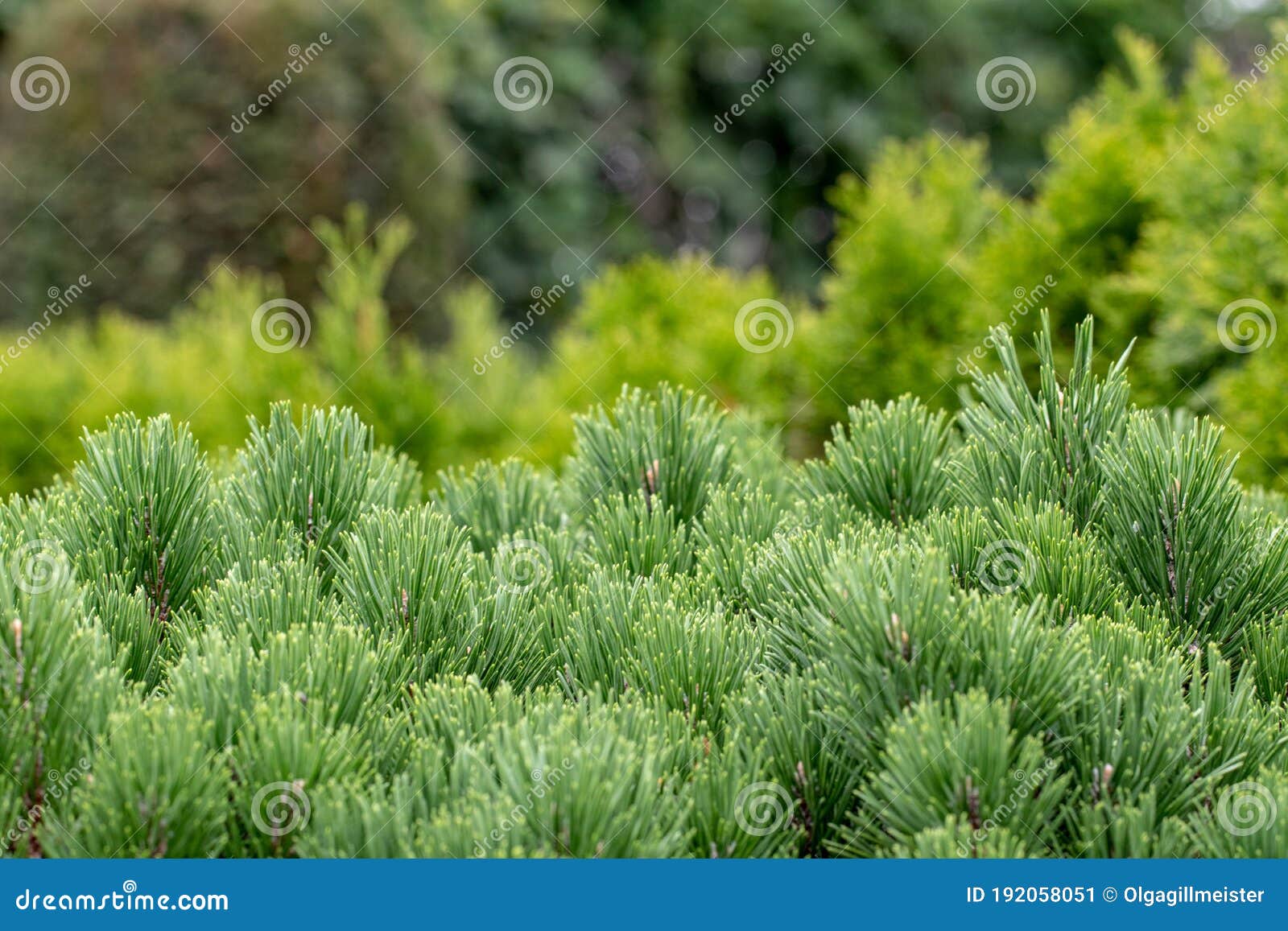 Coniferous Shrubs. Selective Focus on a Evergreen Pine Hedge in ...