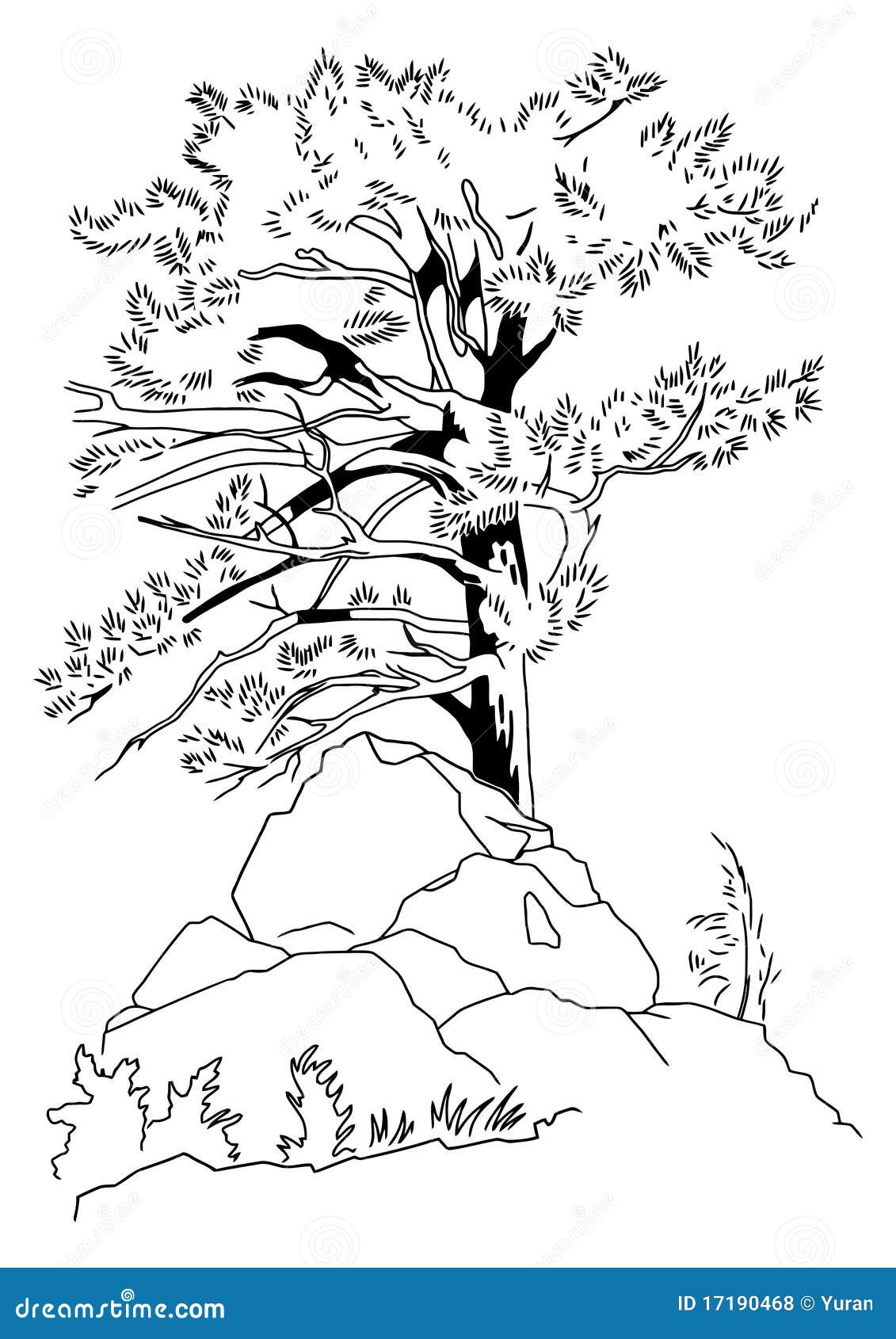 Coniferous tree stock vector. Illustration of outline - 17190468