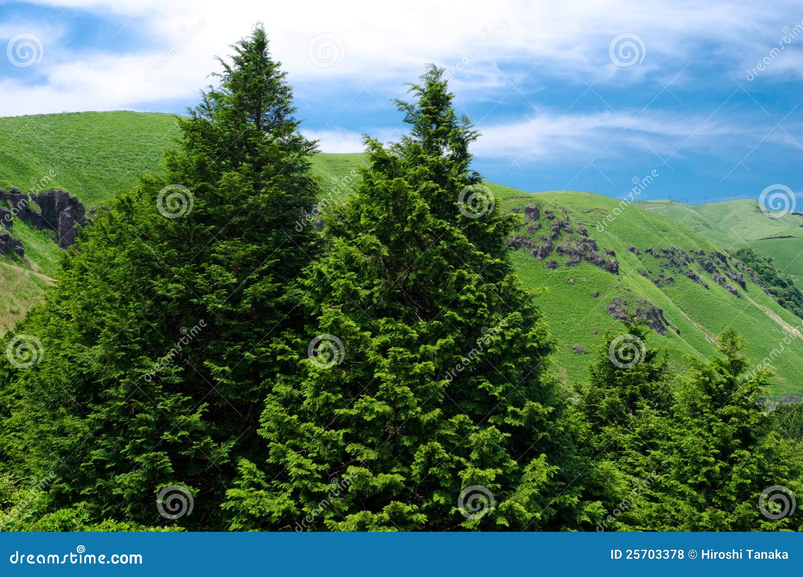 Coniferous tree stock photo. Image of japanese, clear - 25703378