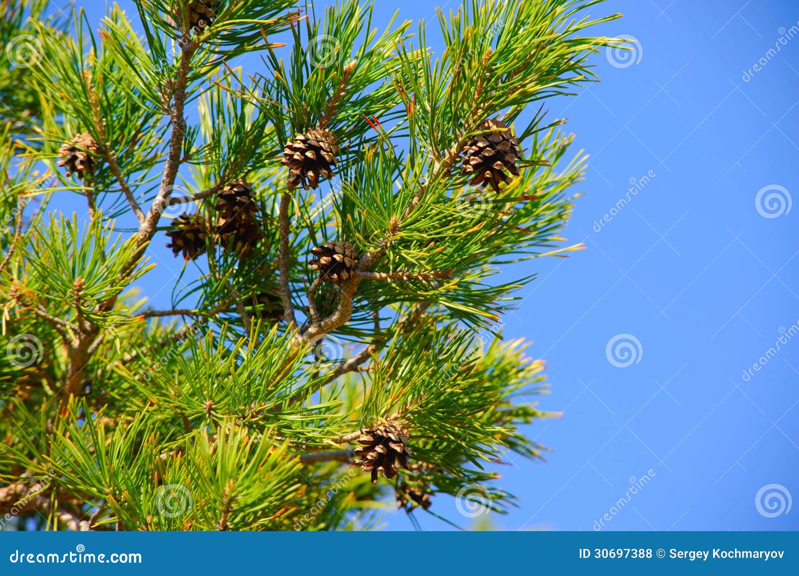Coniferous tree branch stock photo. Image of needle, nature - 30697388