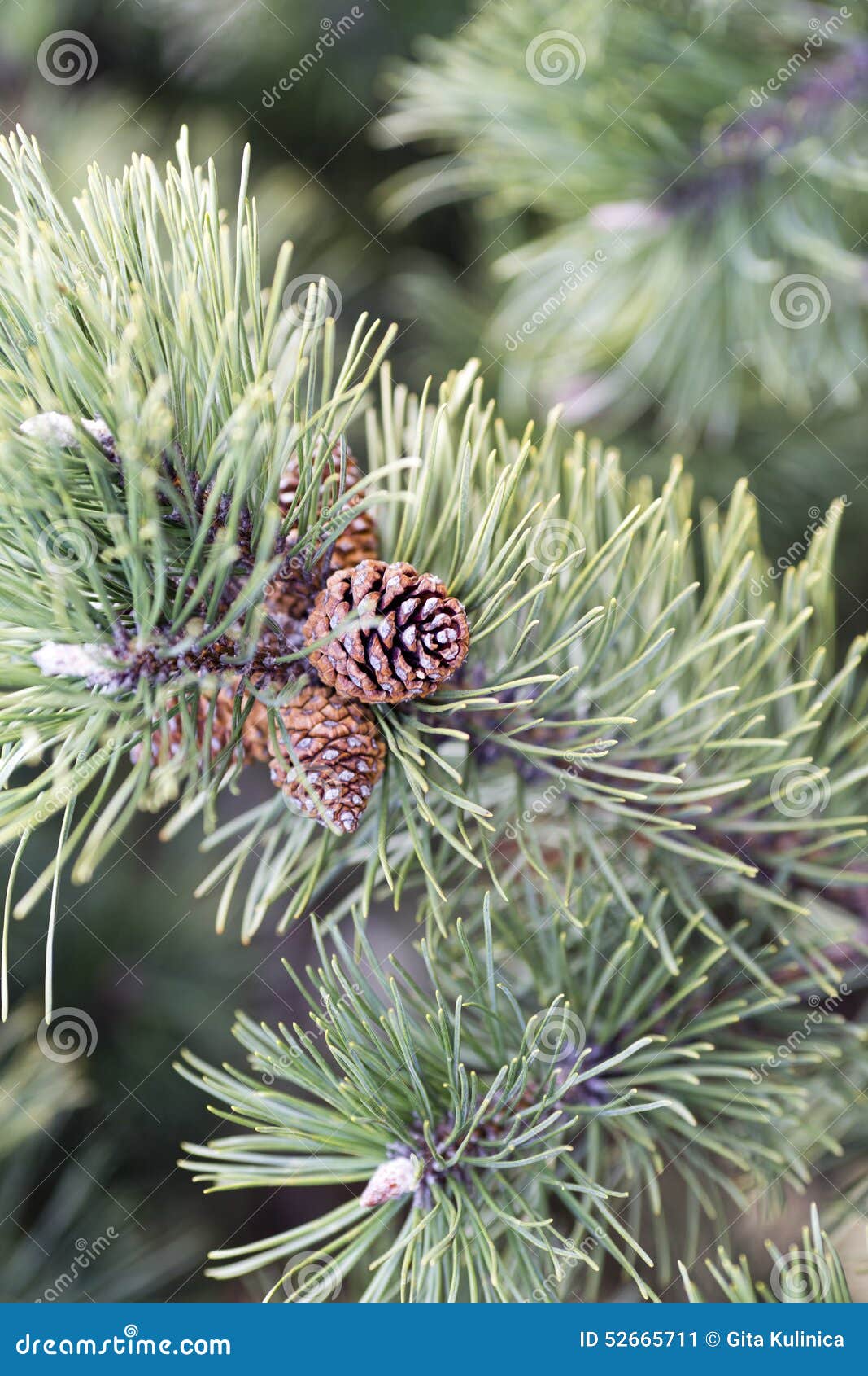 Coniferous Tree Branch with Cones. Stock Image - Image of spruce ...