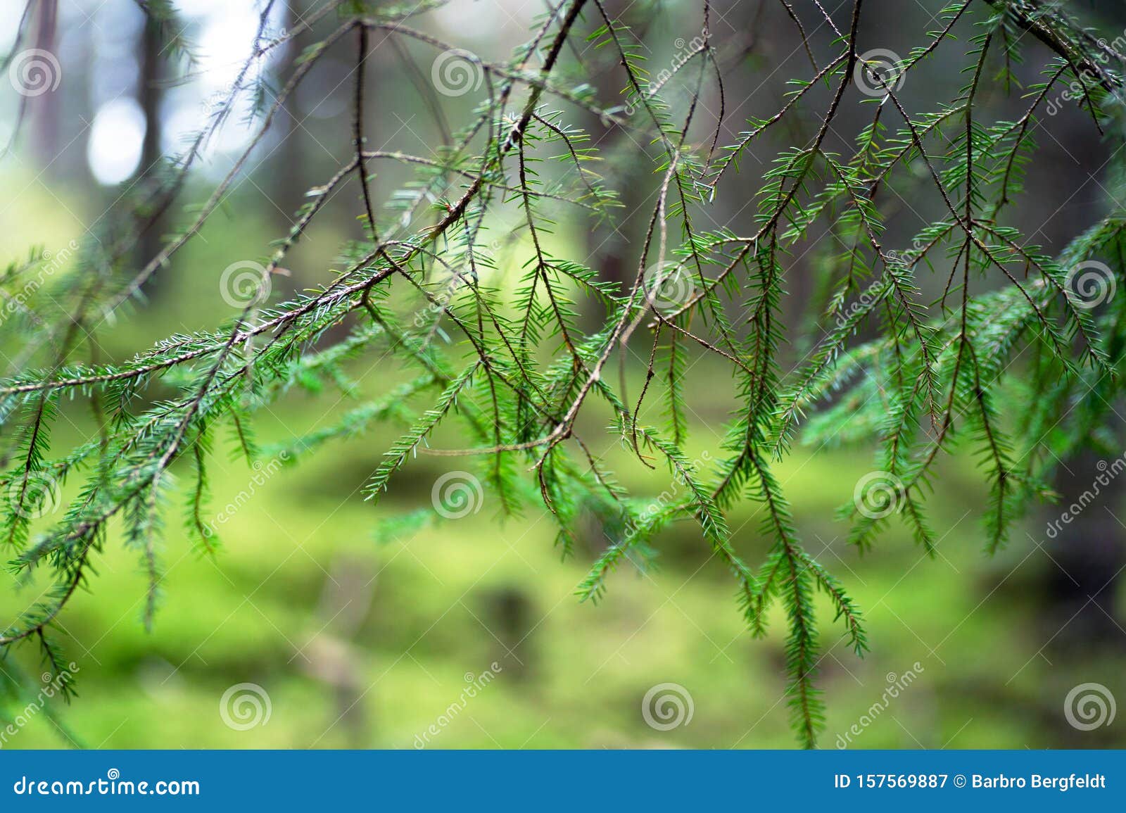 Coniferous Tree Branch stock image. Image of pine, nature - 157569887
