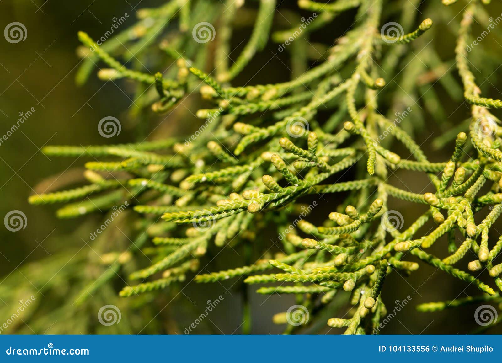 Coniferous Tree Branch in Nature Stock Photo - Image of natural, forest ...