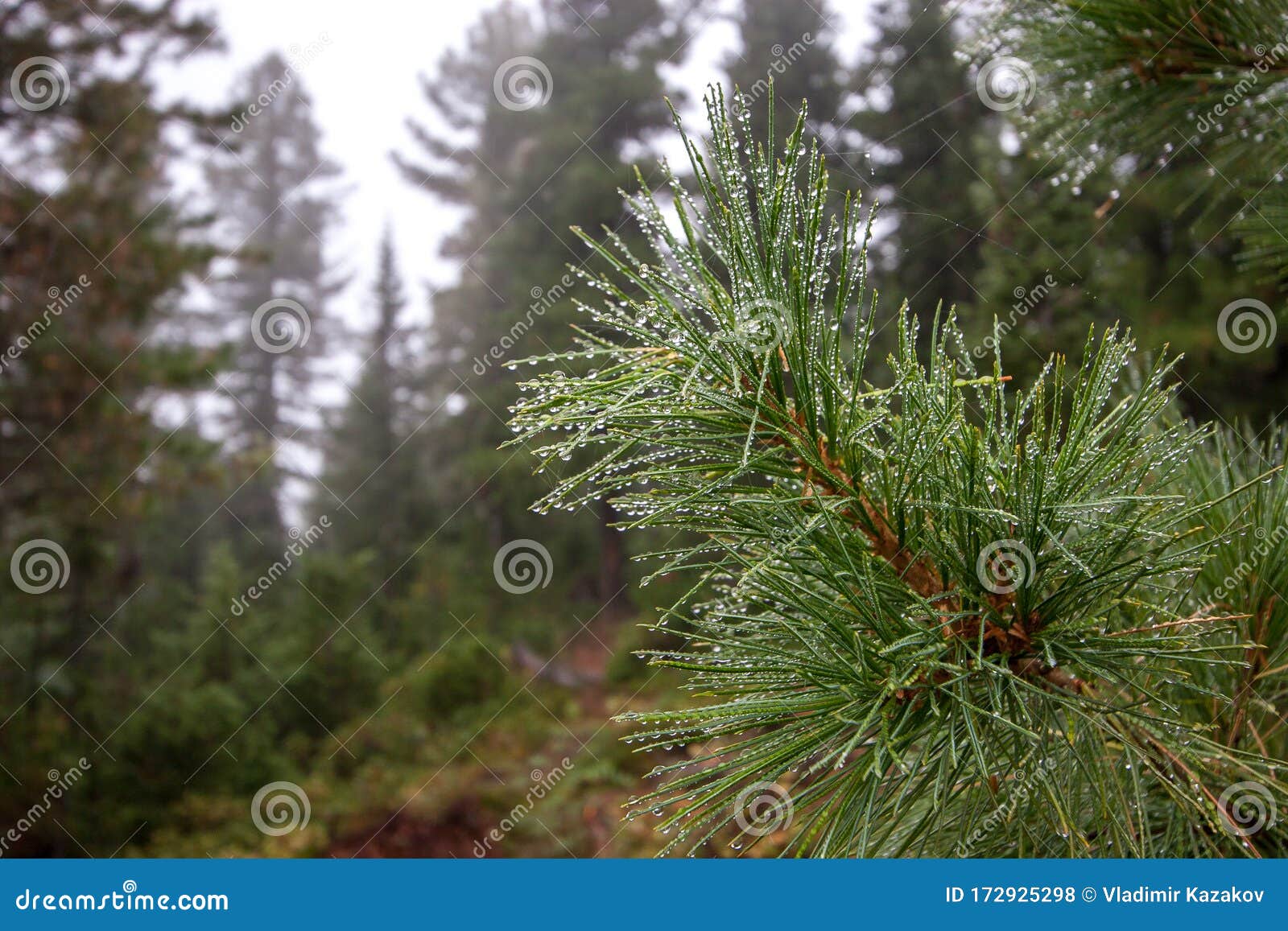 Coniferous Tree Branch with Raindrops. Stock Photo - Image of evergreen ...