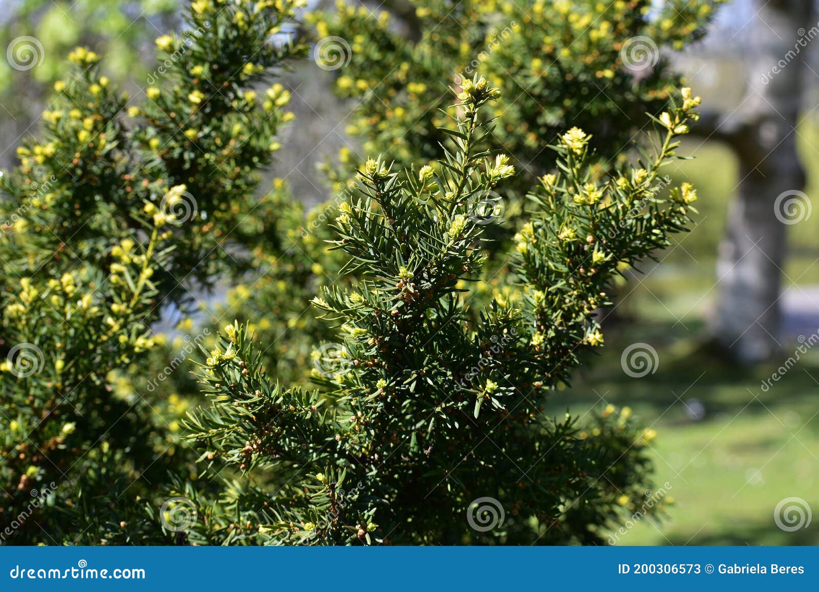 Tree Branches of Tsuga Canadensis. Stock Image - Image of fascicles ...