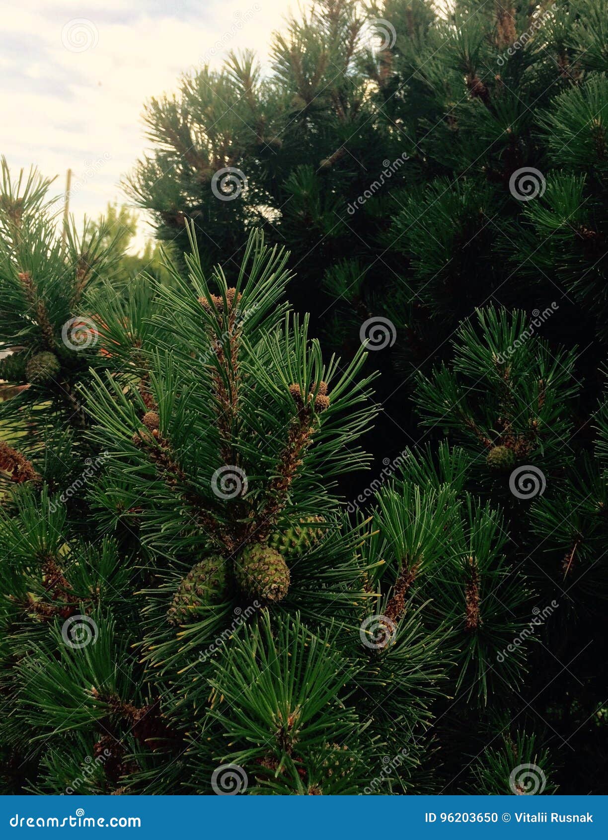 Coniferous tree stock photo. Image of tree, conifer, green - 96203650