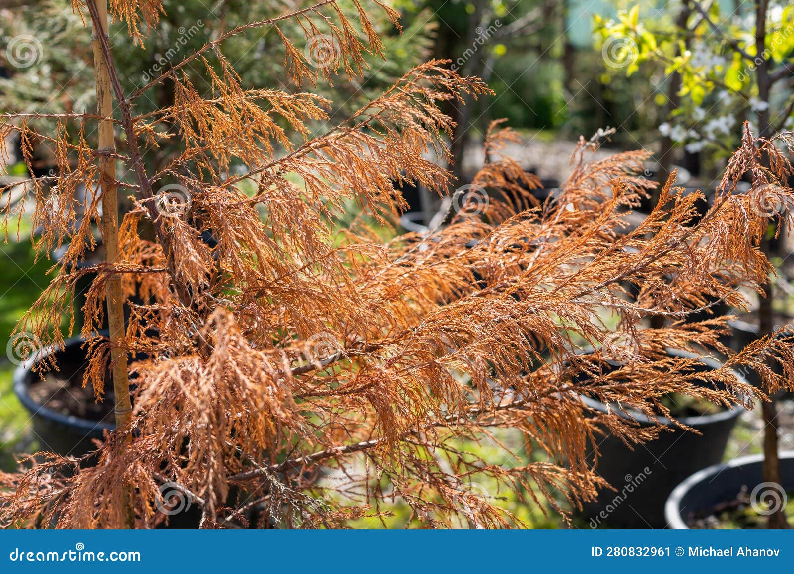 Coniferous Tree with Dried Branches. American Arborvitae Tree, Thuja ...