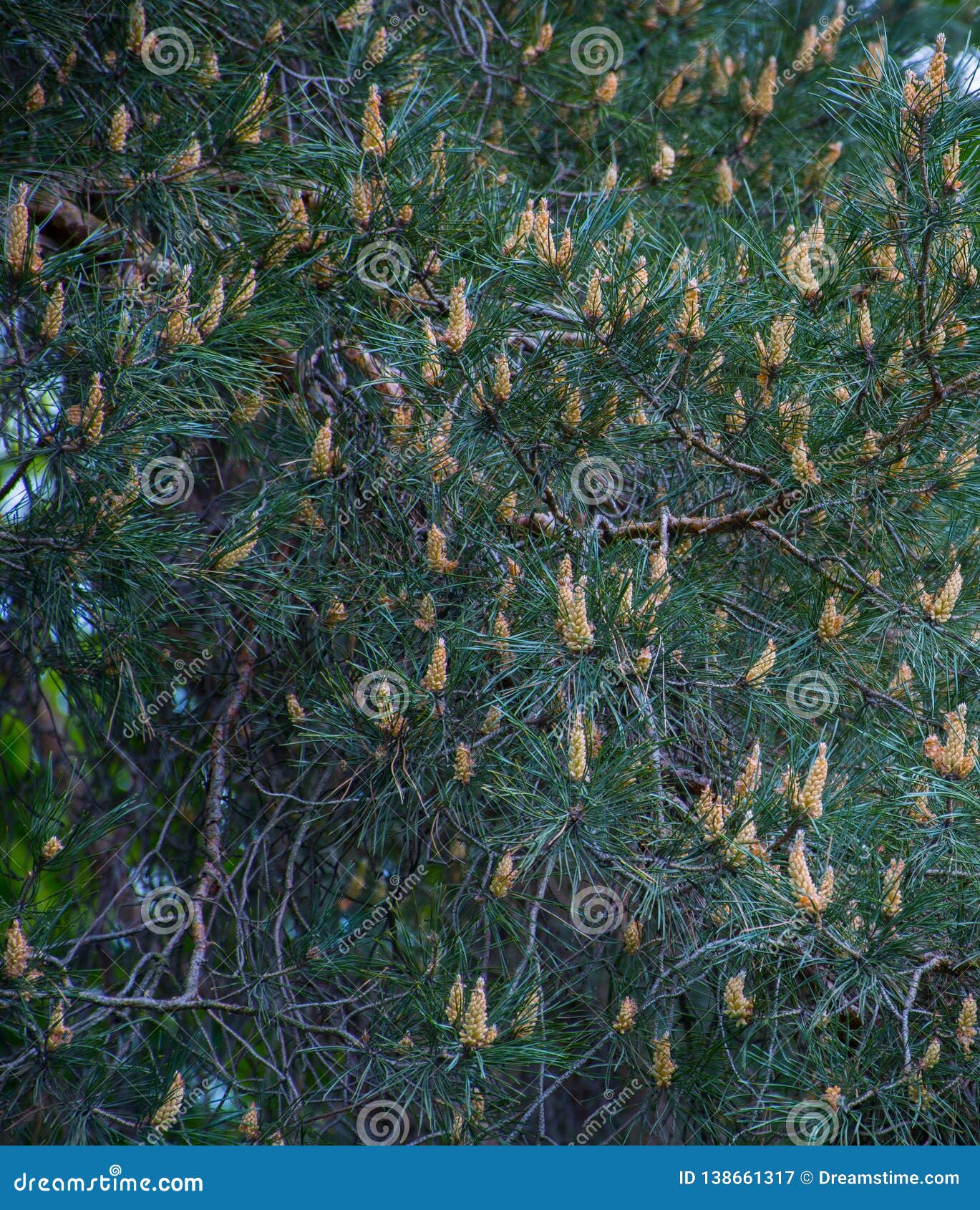 Coniferous Tree in the Forest in the Spring with Cones Stock Image ...