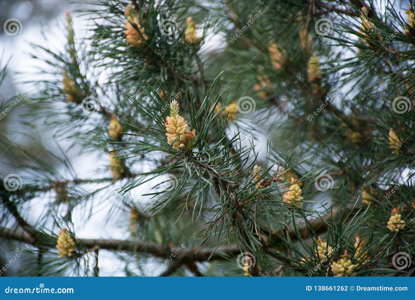 Coniferous Tree in the Forest in the Spring with Cones Stock Photo ...