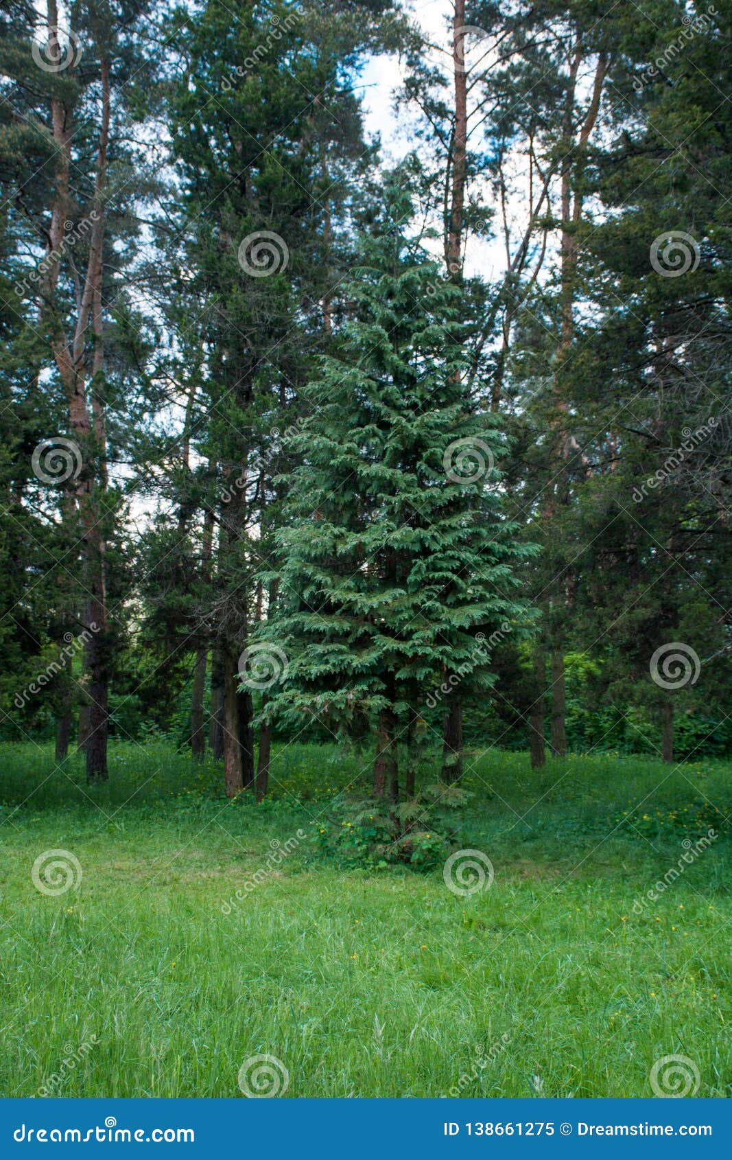 Coniferous Tree in the Forest in the Spring with Cones Stock Image ...