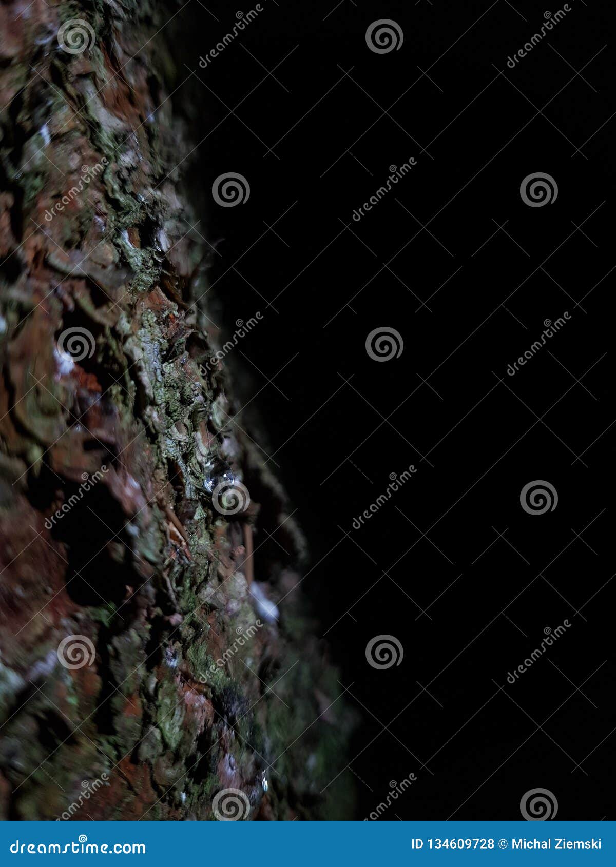 Shiny Resin Drop on the Bark Stock Photo - Image of floral, liquid ...