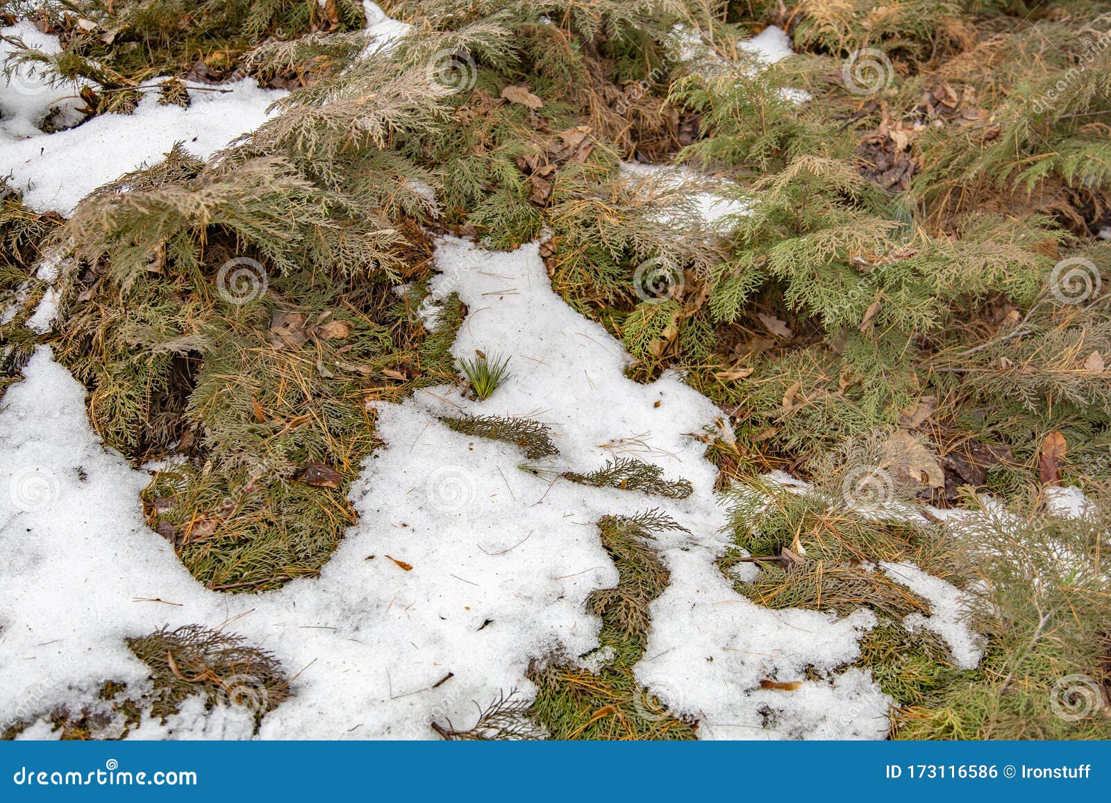 Coniferous Tree in the Snow Stock Photo - Image of branch, pine: 173116586