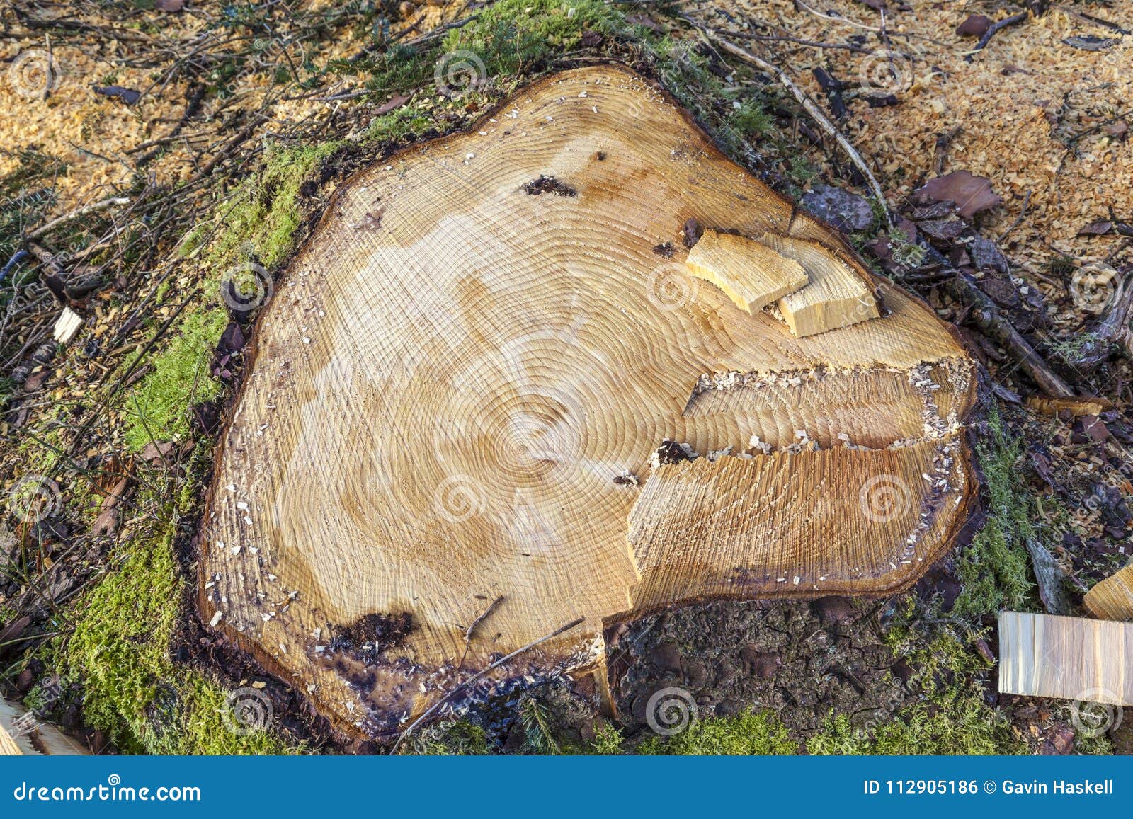 Coniferous Tree Stump stock photo. Image of woods, ring - 112905186