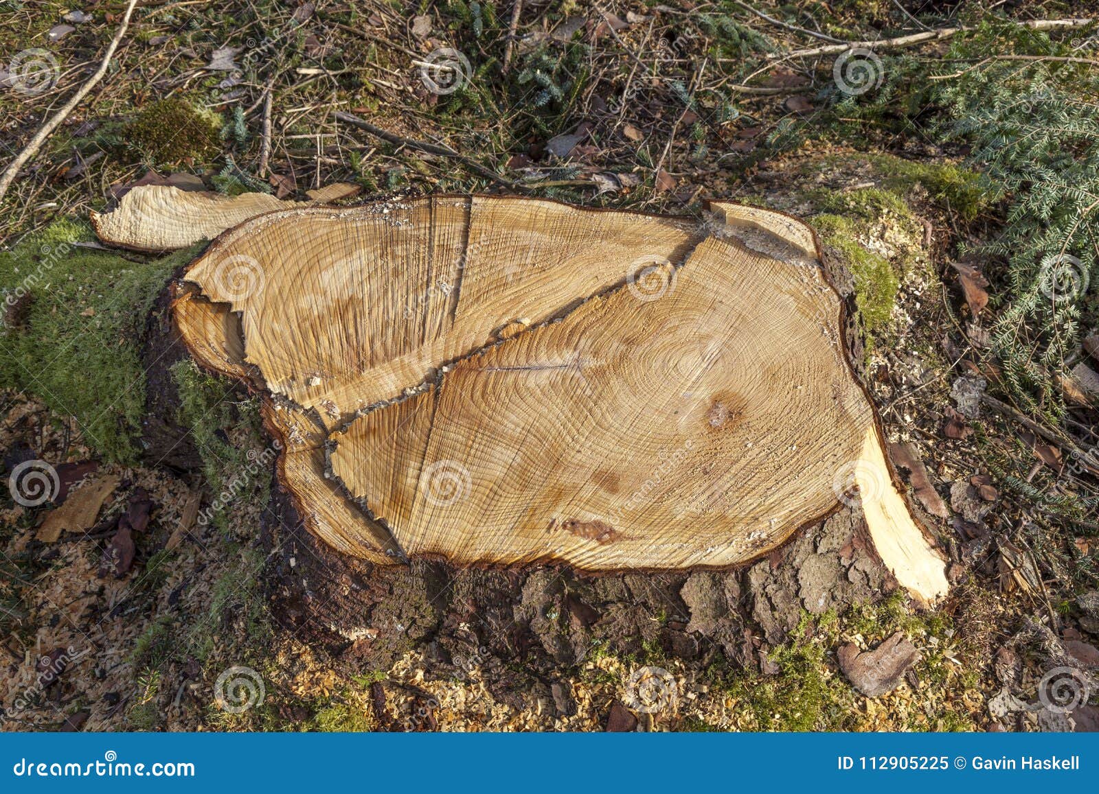 Coniferous Tree Stump stock image. Image of sawn, woods - 112905225