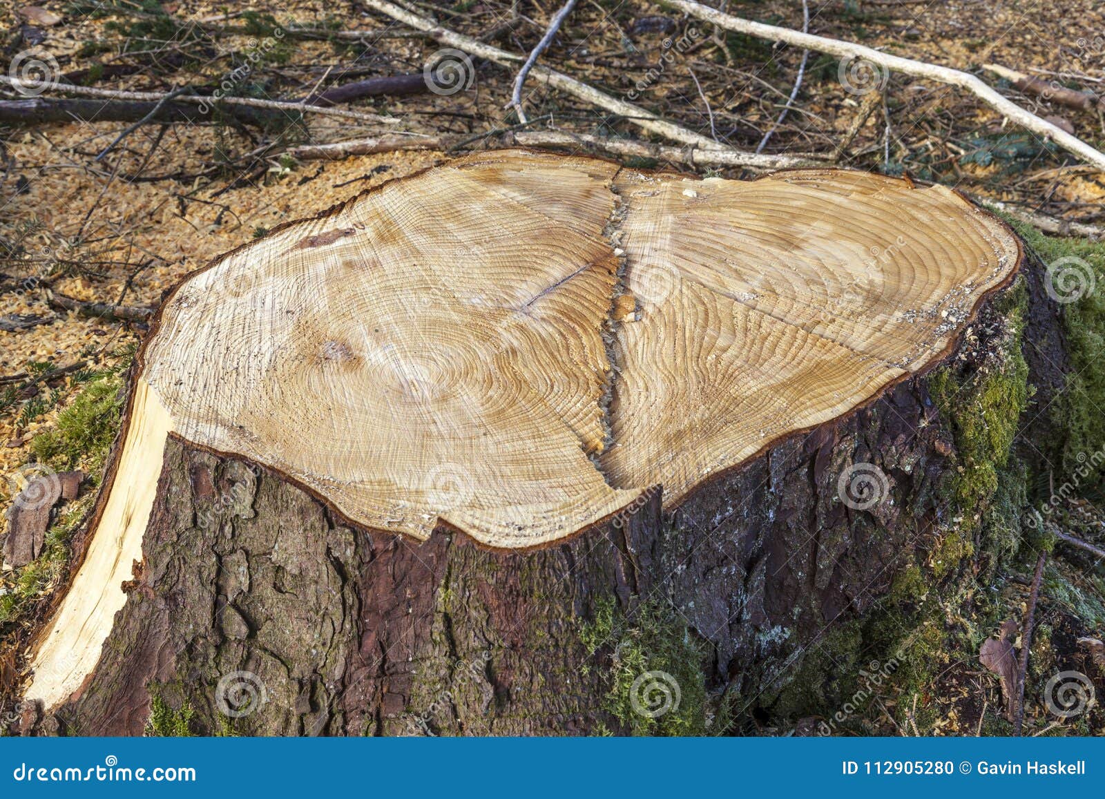 Coniferous Tree Stump stock photo. Image of trunk, woods - 112905280