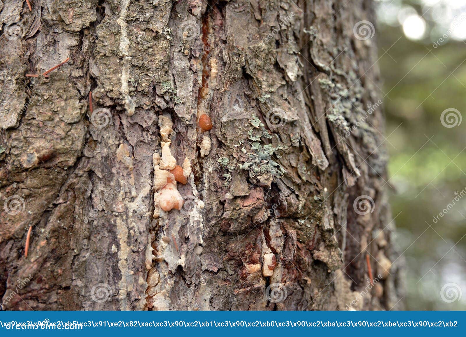 Coniferous Tree Trunk with Bark and Fresh Resin Stock Image - Image of ...