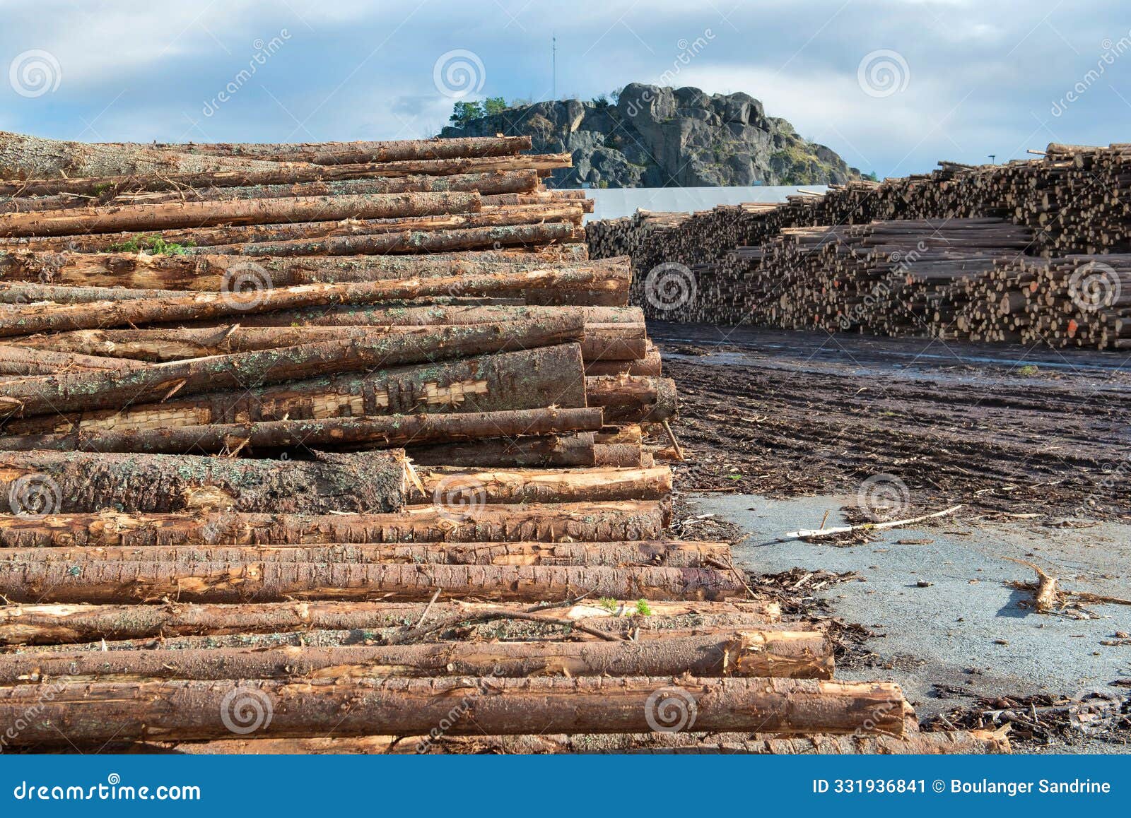 Coniferous Tree Trunk Pile Store for Timber Industry Stock Image ...
