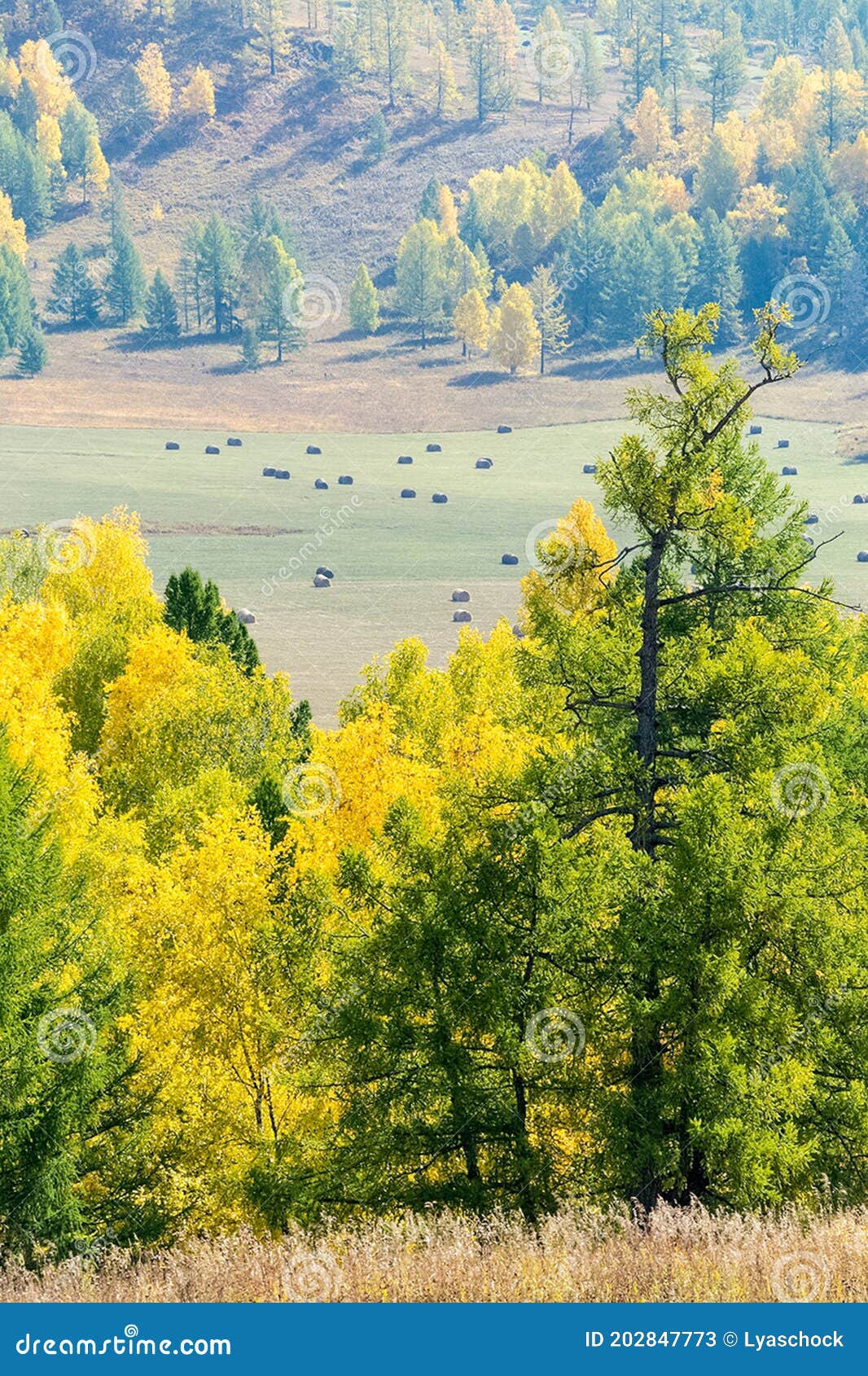Coniferous Trees in Altai Mountains. Landscape of Forests and Mountains ...