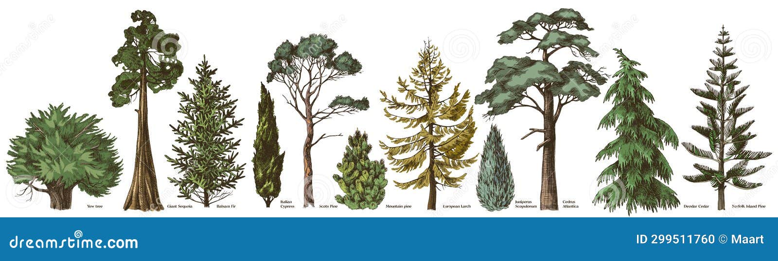 Coniferous Trees of Different Types Stock Vector - Illustration of ...