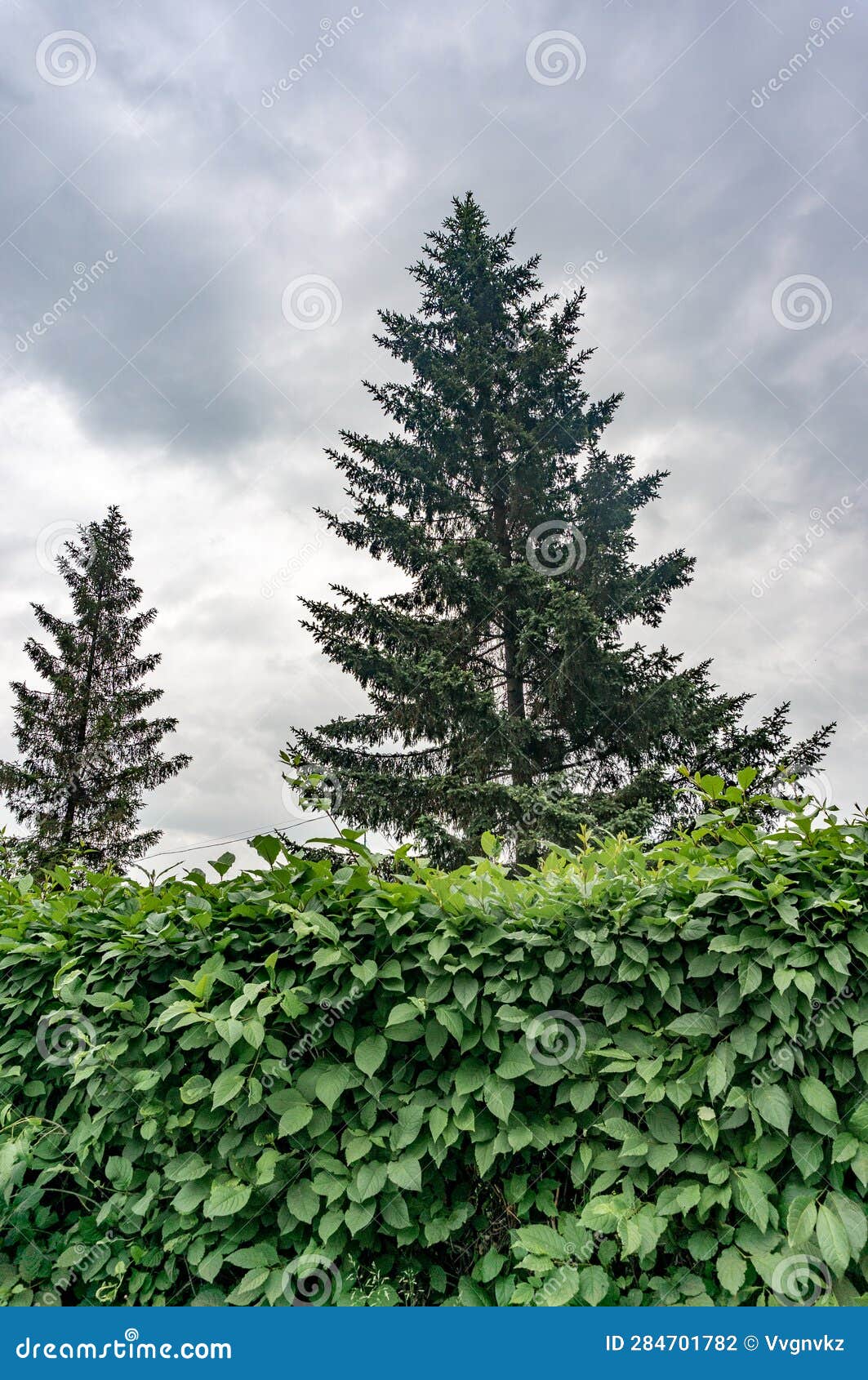Coniferous Trees with Green Leaves on a Cloudy Sky Background Stock ...