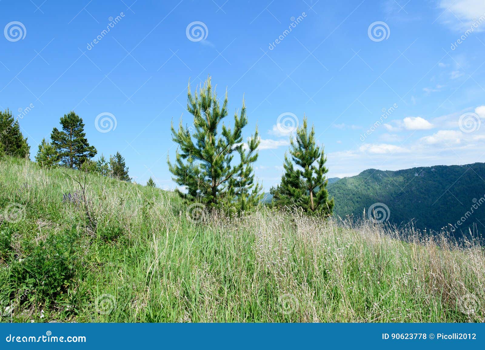 Coniferous Trees on a Hill Overlooking the Mountains with a Blue Stock ...