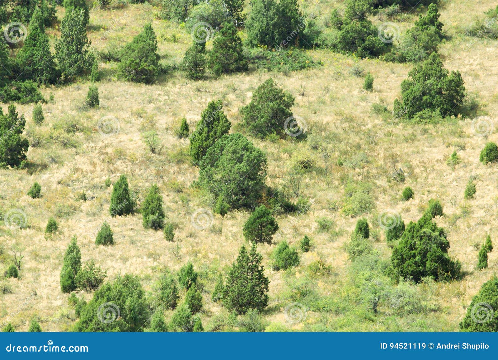 Coniferous Trees on a Hillside Stock Image - Image of forest, taiga ...