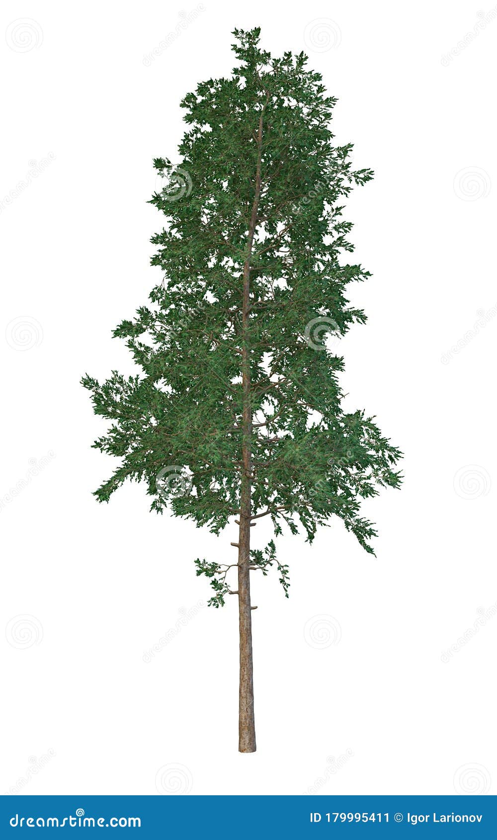 Coniferous Trees on an Isolated Background Stock Illustration ...
